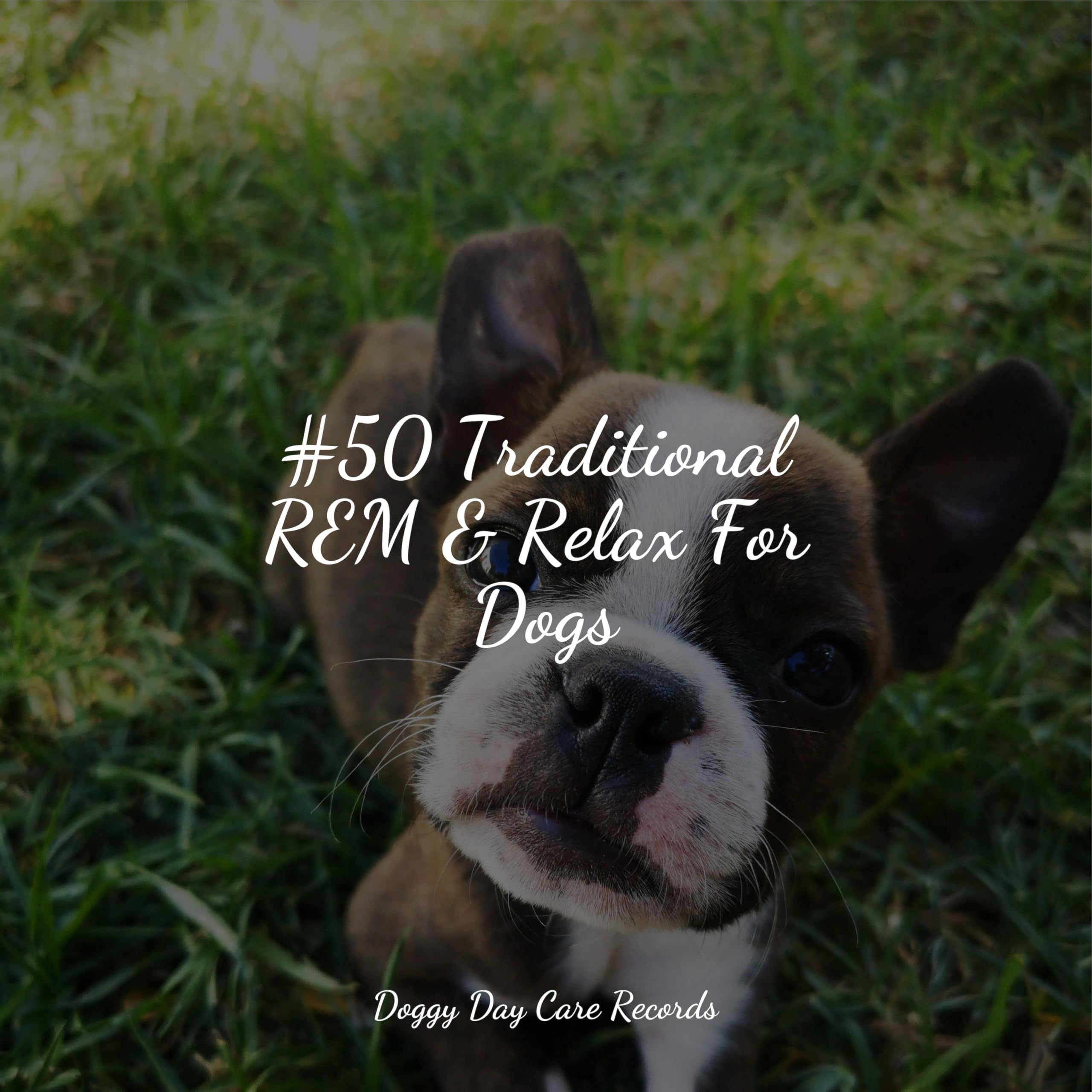 Delta Zen song by Lumenis from A Dog's Bliss on Amazon Music