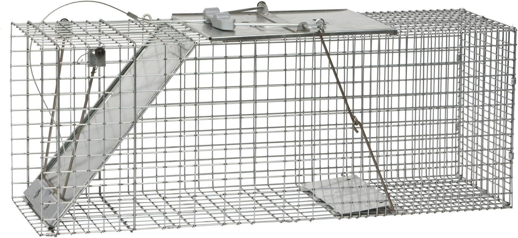 Amazon.com : Little Giant® Single Door Live Trap | Racoon Trap | Live ...