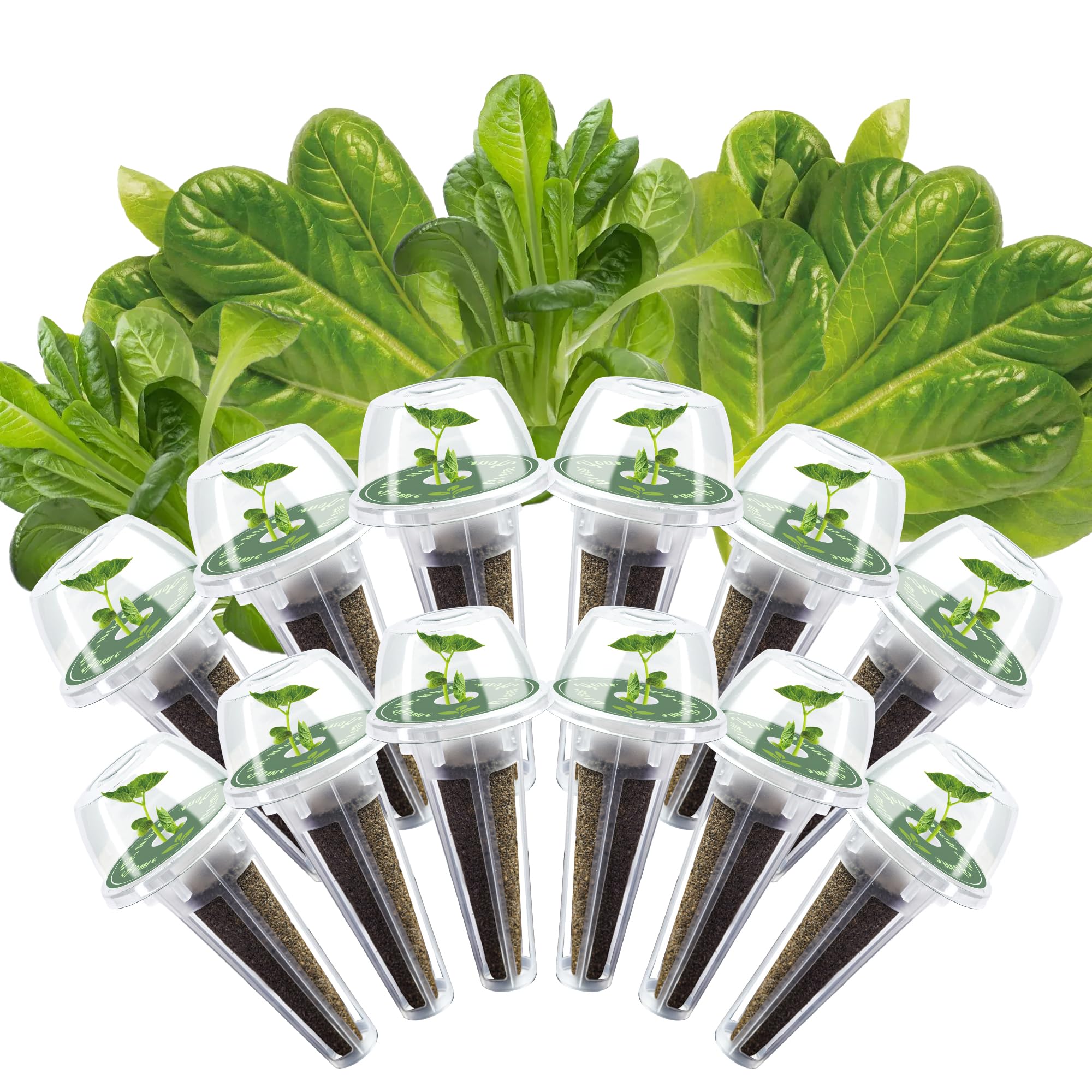 Snapklik.com : Romaine Seed Pods Kit For Hydroponics, 12 Pods Grow ...