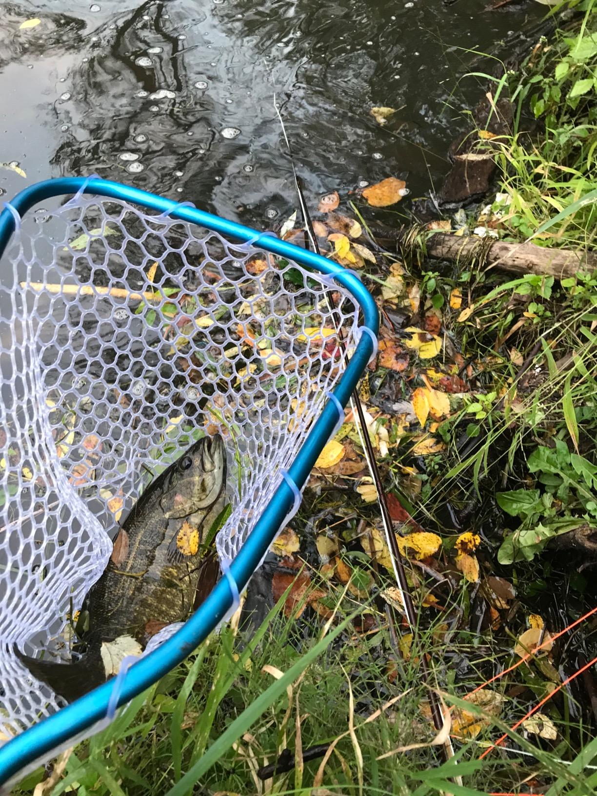 Amazon.com: Commando Smooth-Integrated Skagit Line : Sports & Outdoors