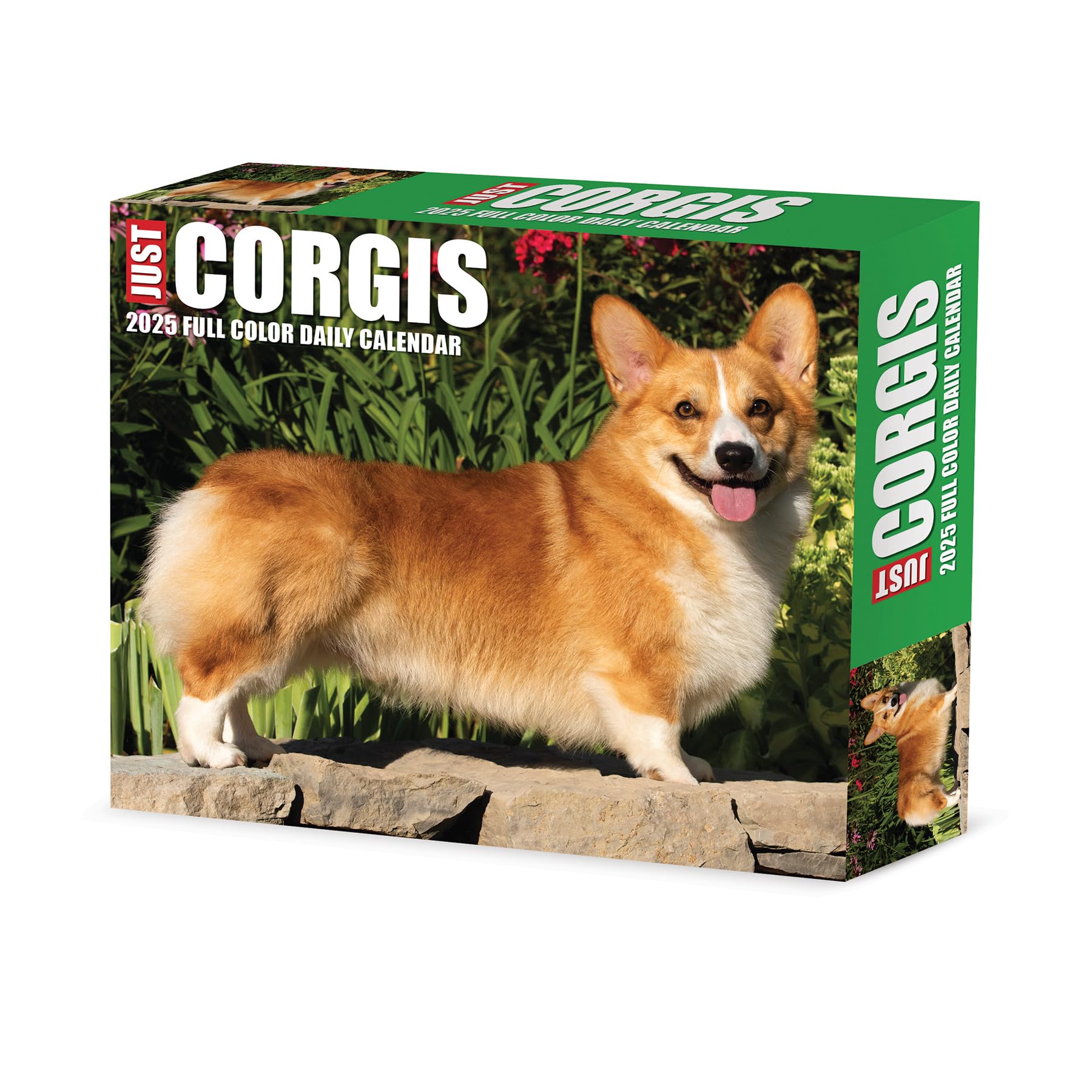 Amazon.com : Willow Creek Press Corgis Daily 2025 Box/Desk Calendar (5. ...