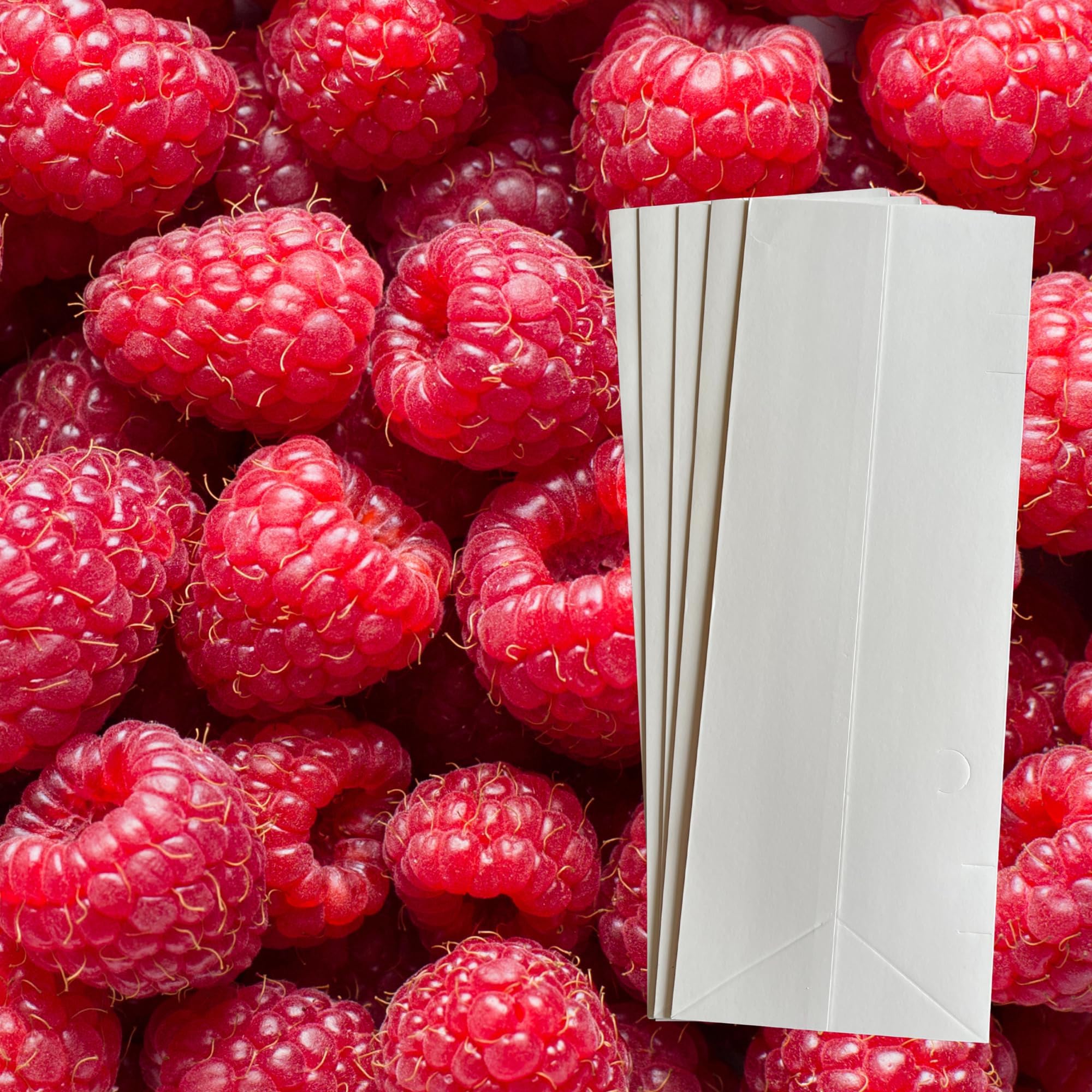 Amazon.com : 1 Dorman Red - Raspberry Plant - Everbearing - Organic ...