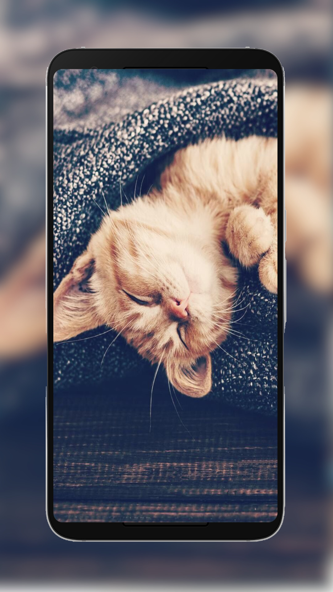 Cute cats wallpapers - App on Amazon Appstore