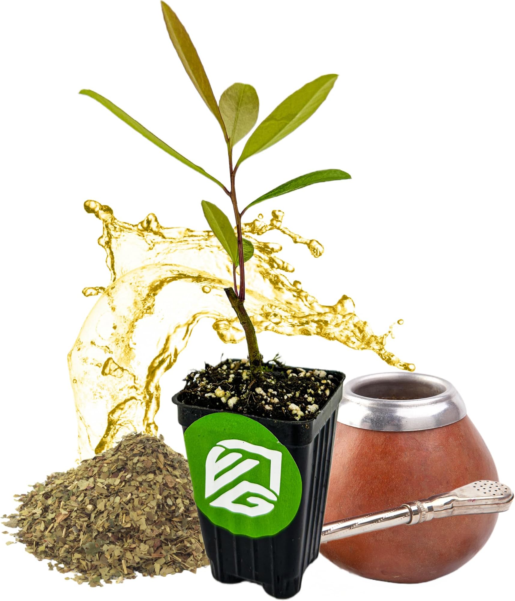 Amazon.com : Yerba Mate Seeds (Ilex paraguariensis) Packet of 10 Seeds ...