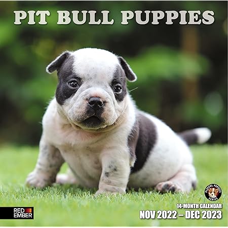 2022 2023 Pitbull Calendar - Dog Breed Monthly Wall Calendar - American ...