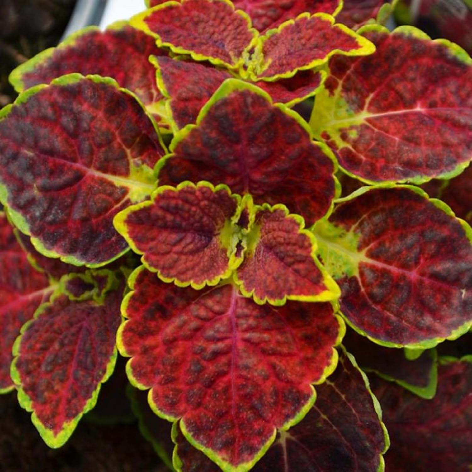 Amazon.com : CHUXAY GARDEN Coleus 'Fairway Ruby' Seed 500 Seeds Deep ...