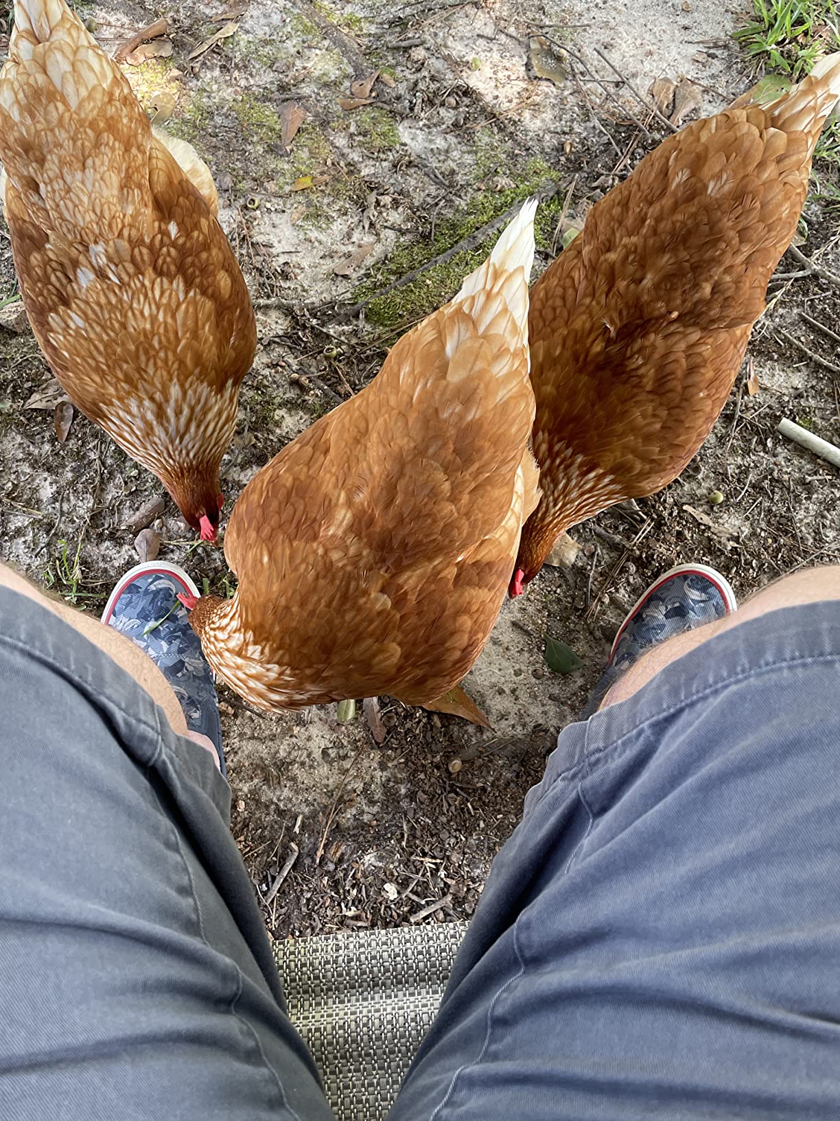 $32/mo - Finance RUN-CHICKEN Model T50, USA Special Automatic Chicken ...
