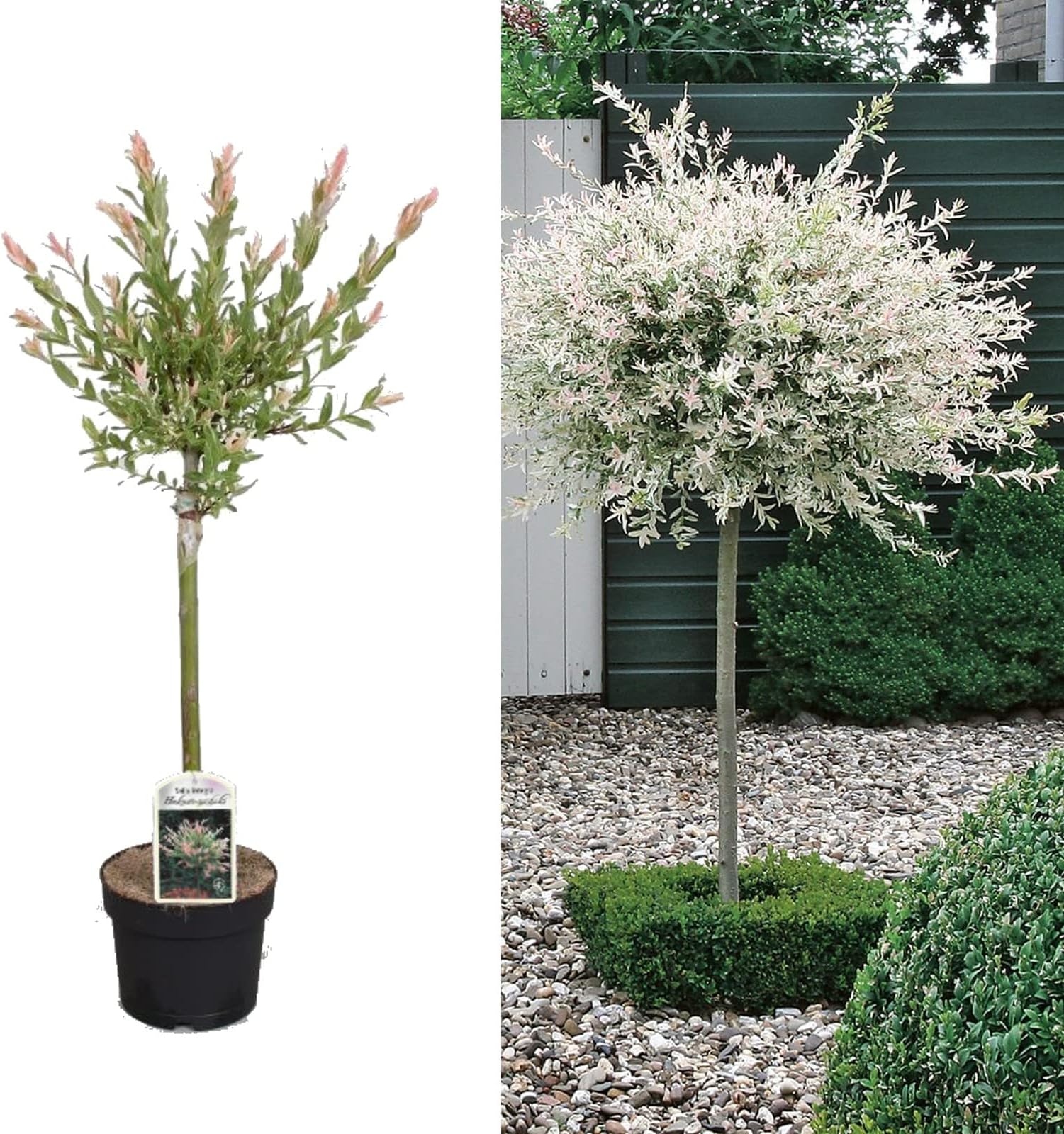 Salix Integra 'Hakuro Nishiki' Tree 60cm in Height - Ornamental ...