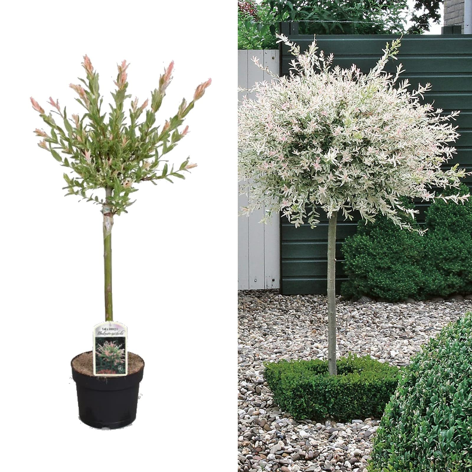 Buy Salix Integra 'Hakuro Nishiki' Tree 60cm in Height - Ornamental ...