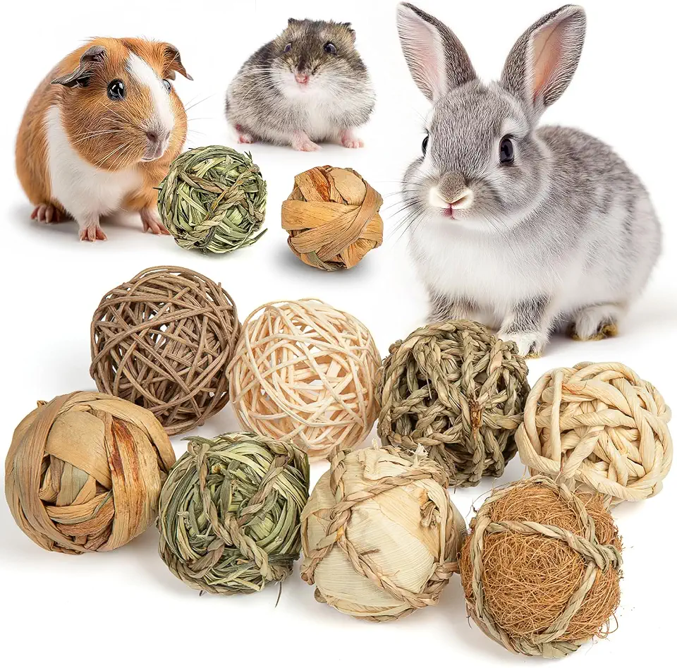 14 Fun Things To Do With Your Guinea Pig | QuartzMountain