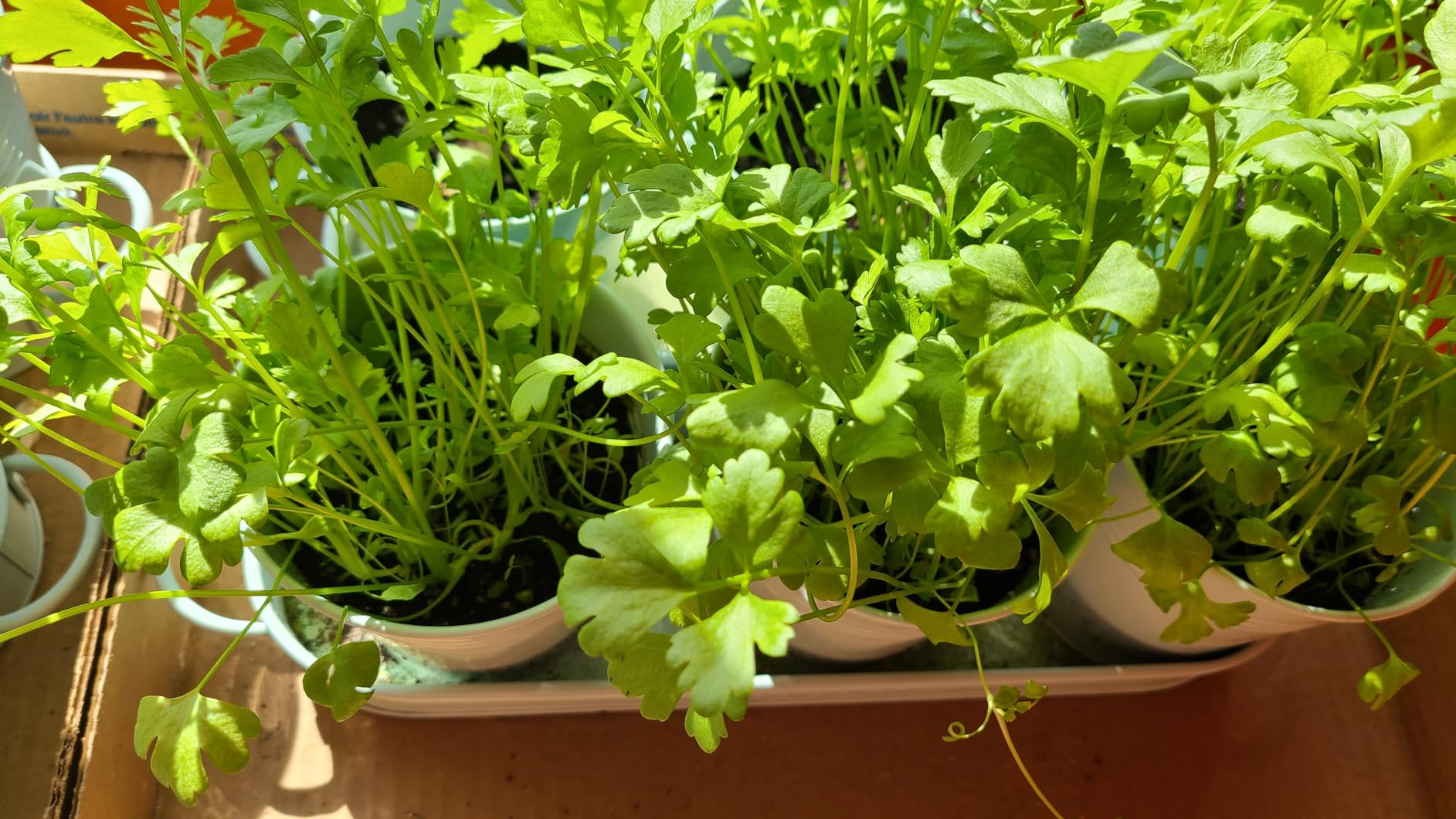 Amazon.com : 300 Seeds - Limnophila Aromatica Seeds Or Rice Paddy Herb ...