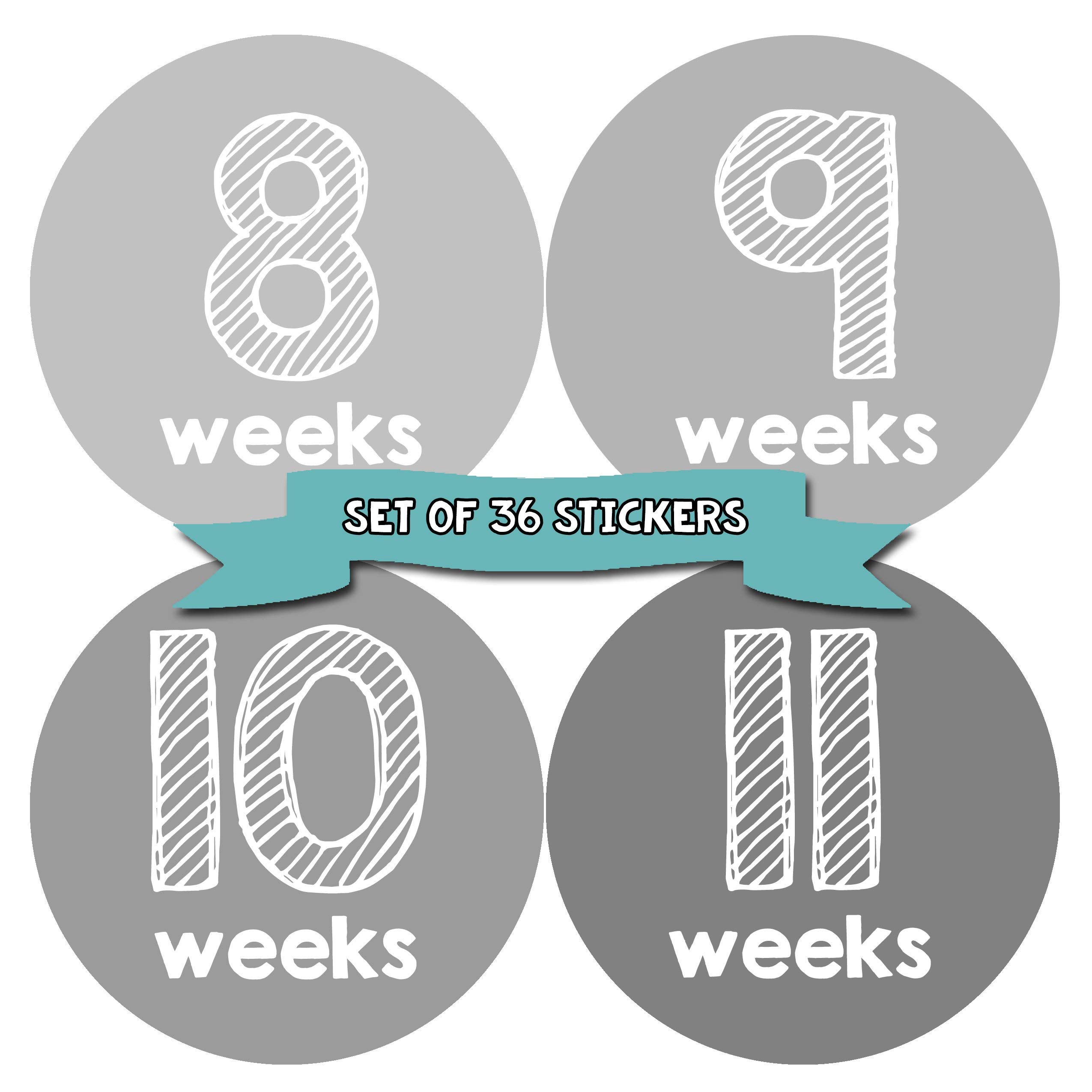 Amazon.com : Months In Motion Pregnancy Weekly Belly Growth Stickers ...