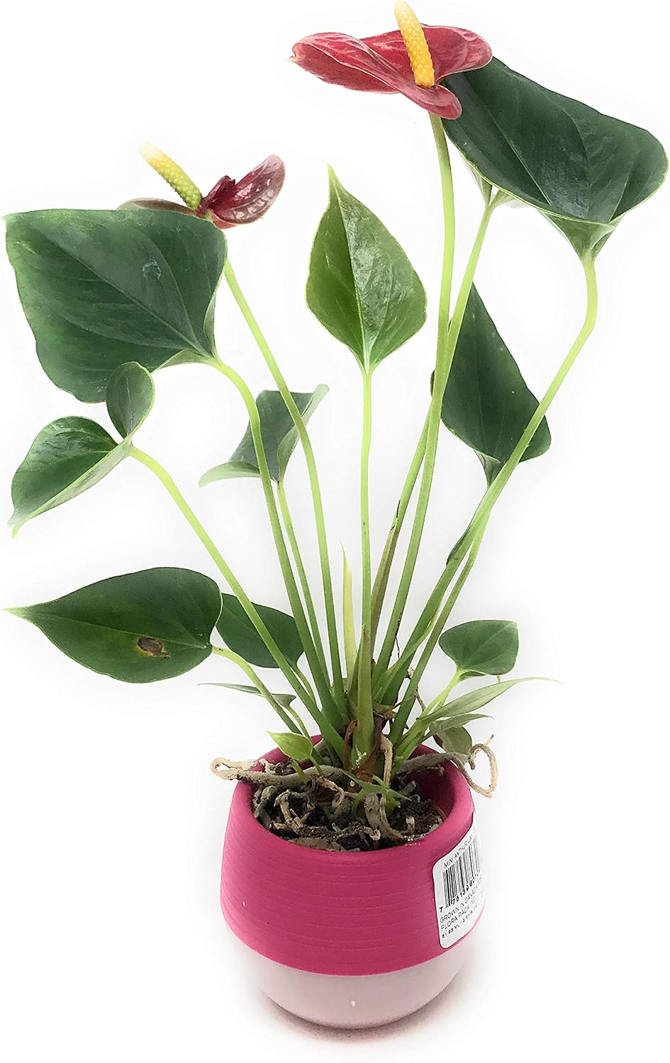 Amazon.com: FLORA PACK Mini Anthurium, 1 EA : Grocery & Gourmet Food