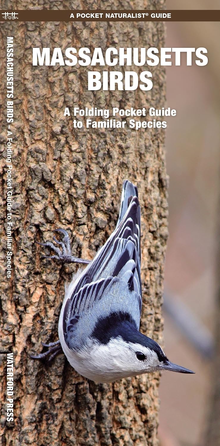 Massachusetts Birds (Nature Observation North America): Kavanagh ...