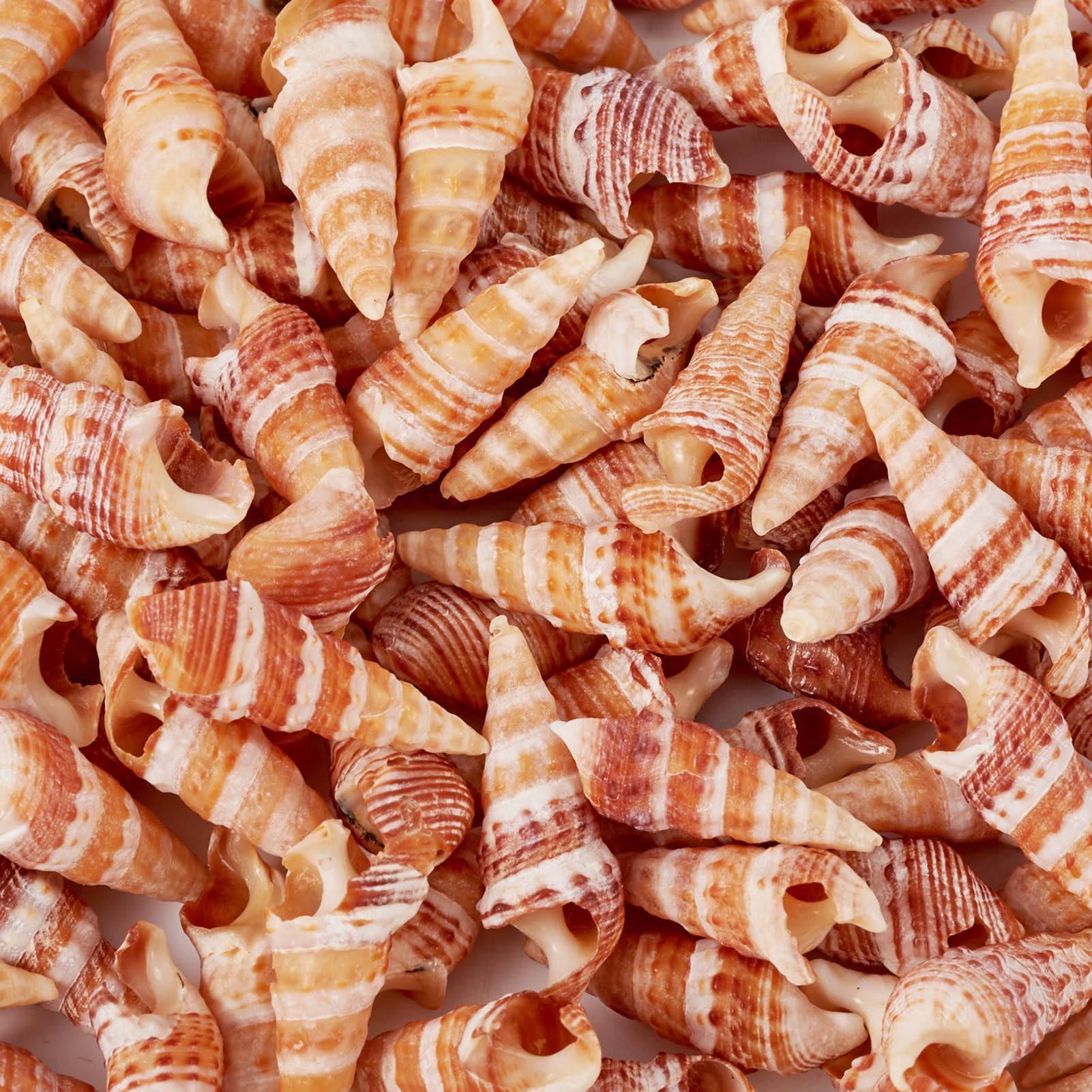 Shell Spiral