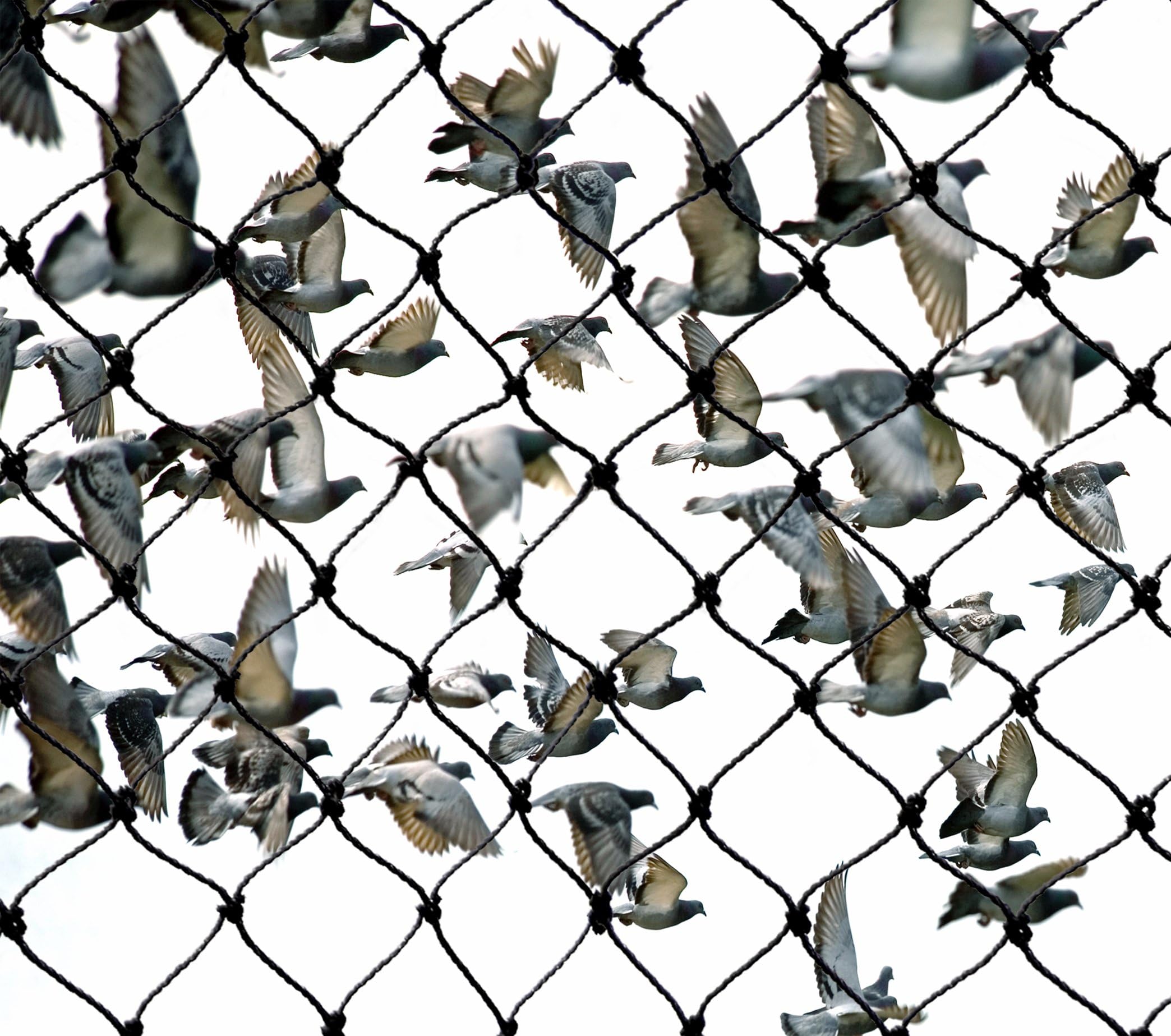 Amazon.com : Bird-X Heavy-Duty Bird Netting - Protect Gardens, Crops ...