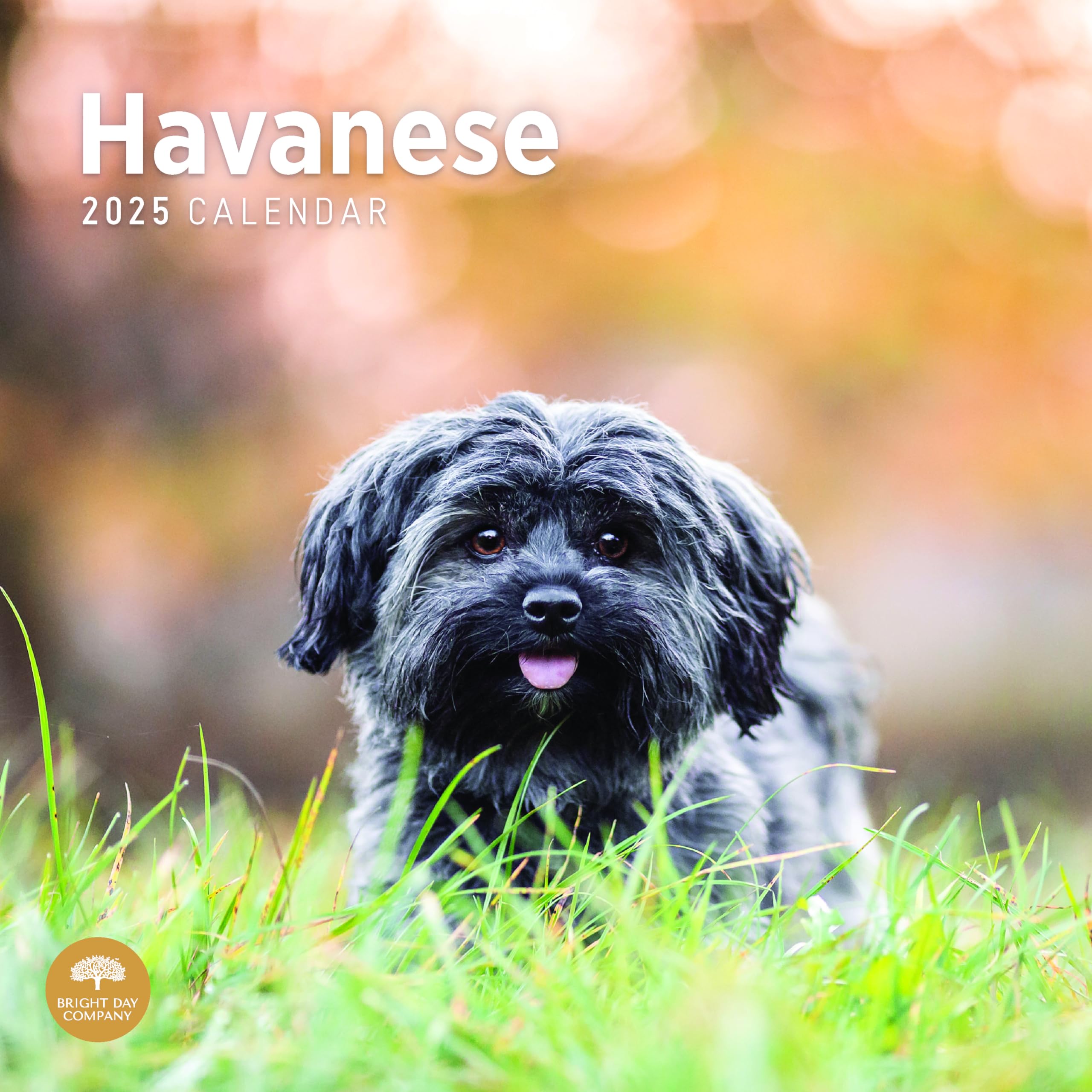 Amazon.com: 2025 Havanese Monthly Wall Calendar by Bright Day, 12 x 12 ...