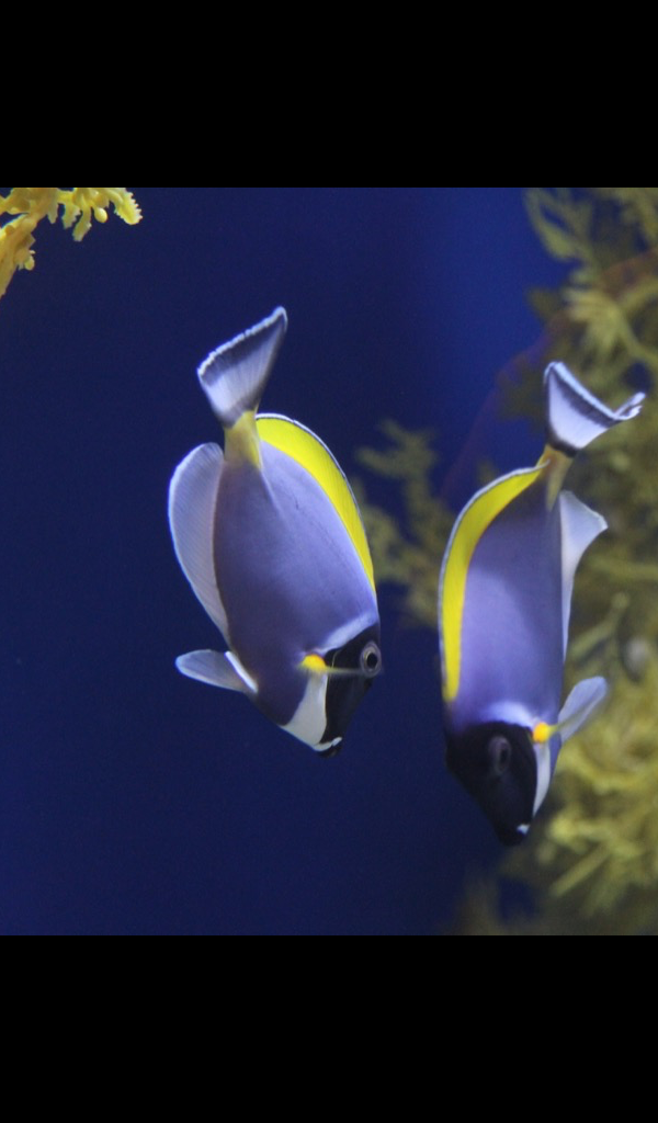 Tropical Fish Wallpaper -- HD Wallpapers of Tropical Fish!:www.amazon ...