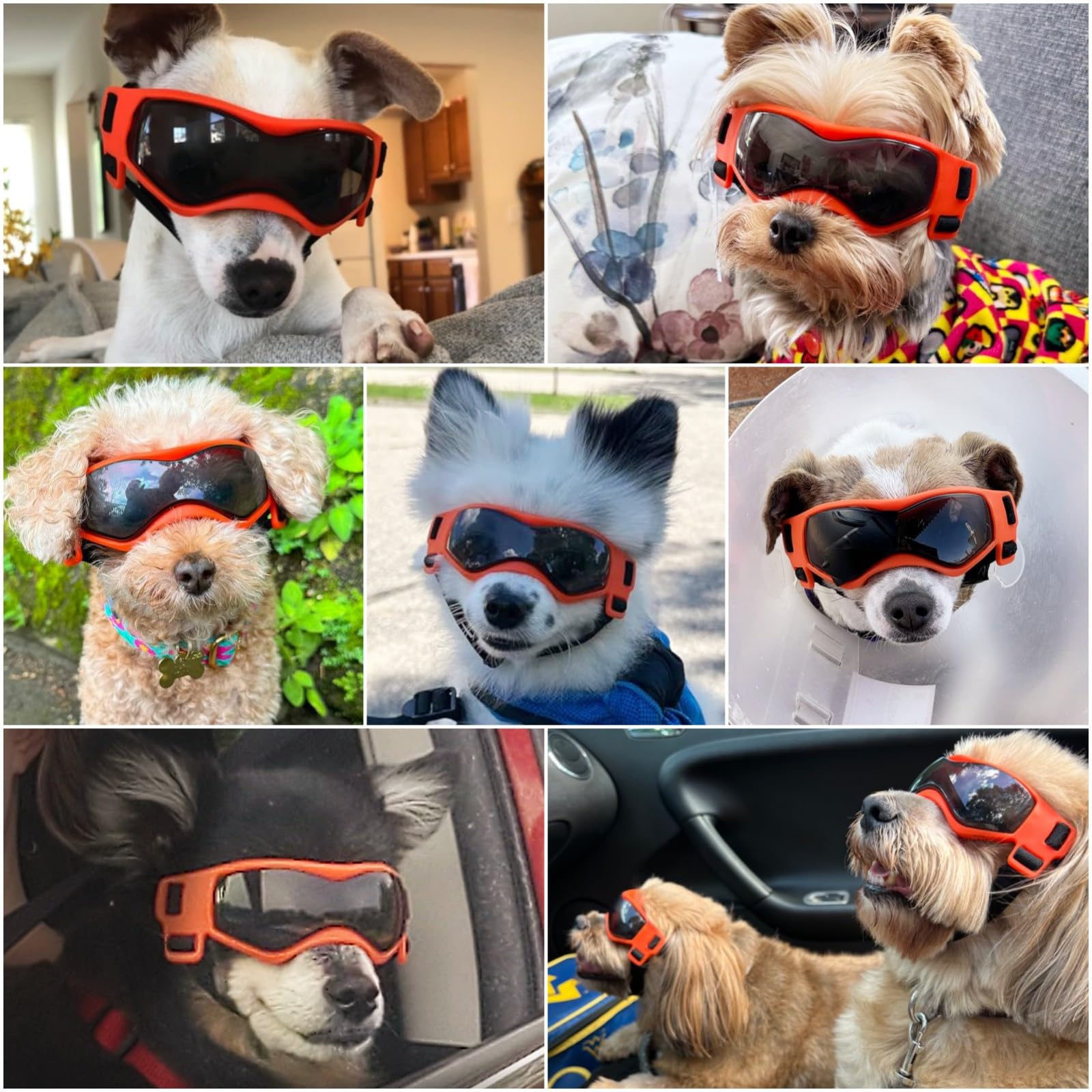 Best Goggles For Dogs Enjoying Dog Goggles Small Breed, UV Protection ...