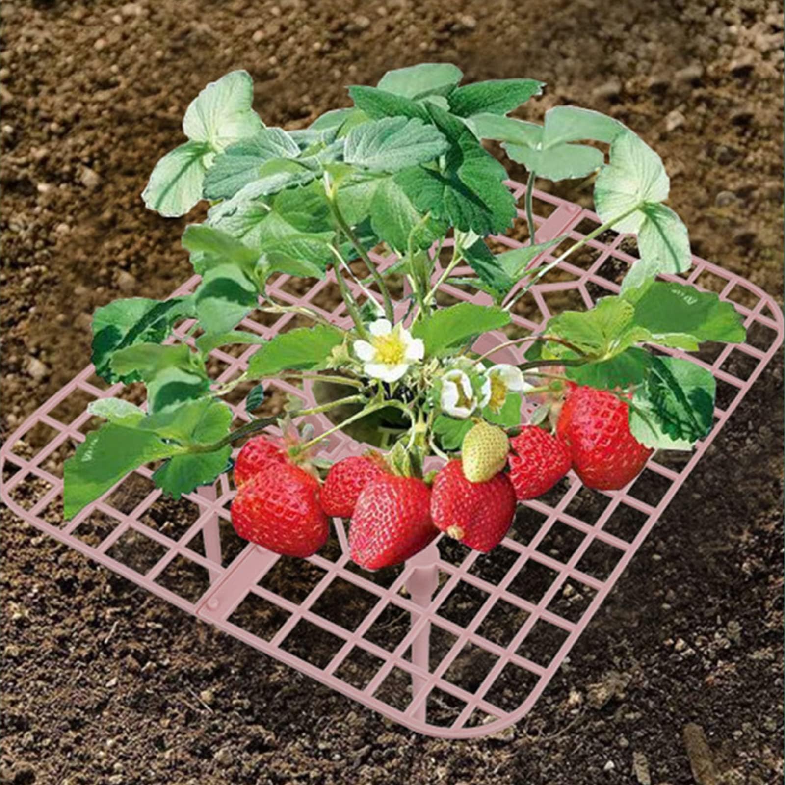 Amazon.com : Iceyyyy 10 Pack Strawberry Plant Support - Large Size ...