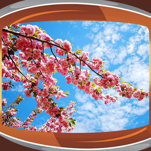 Sakura Live Wallpapers - App on Amazon Appstore