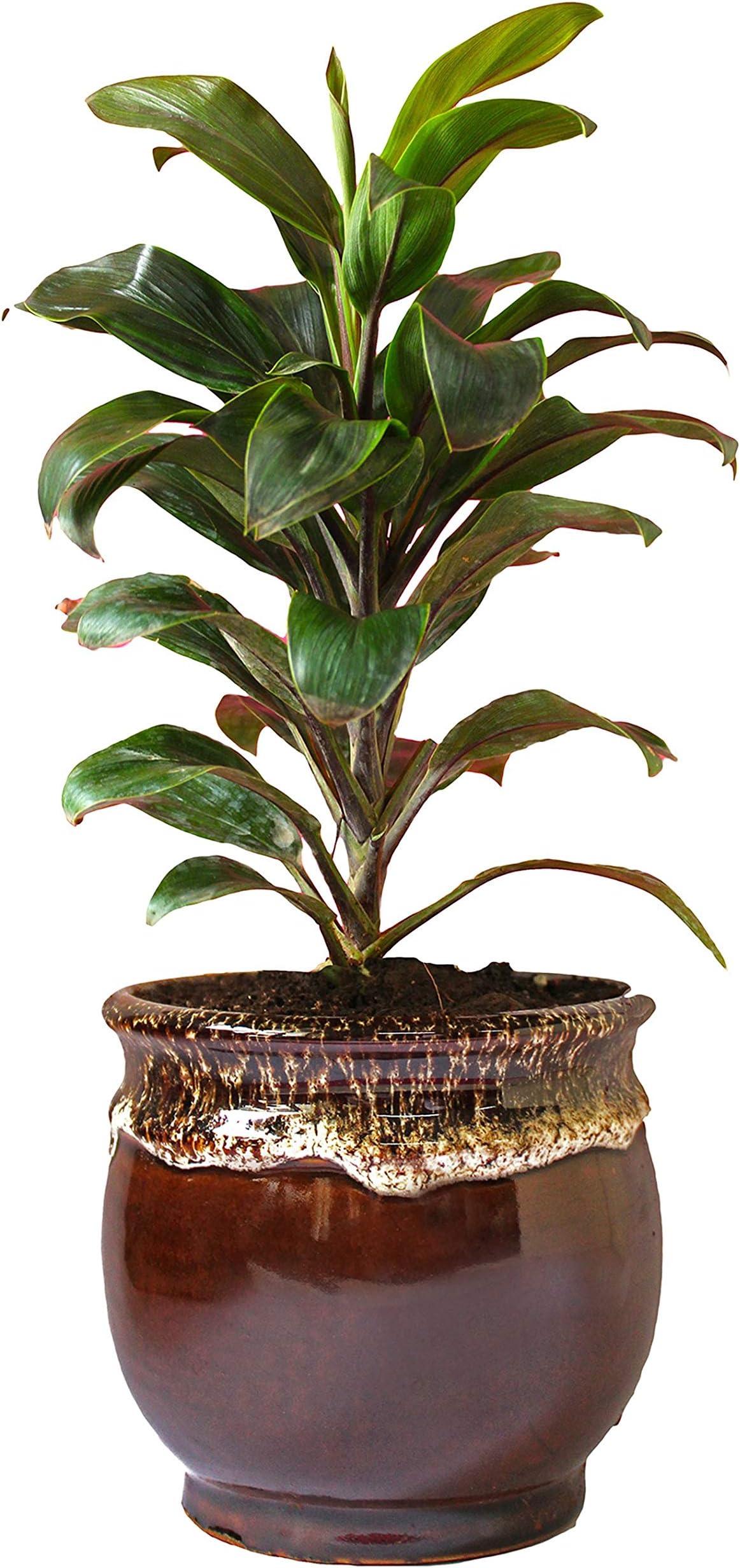 Rolling Nature Air Purifying Dracena Compacta Plant in Brown Drip ...