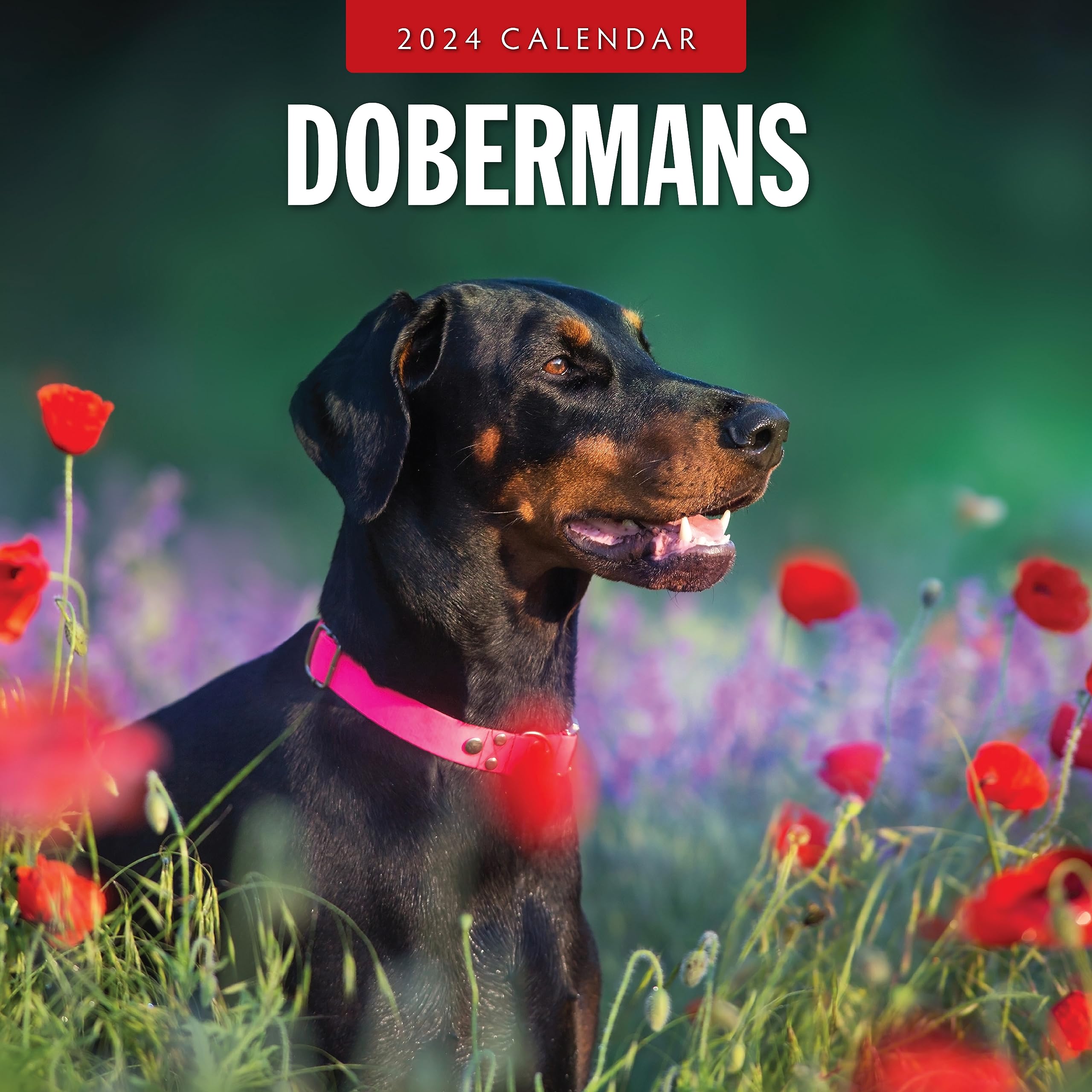 Amazon.com: 2024 Dobermans Wall Calendar by Red Robin, 12 x 12 : Office ...