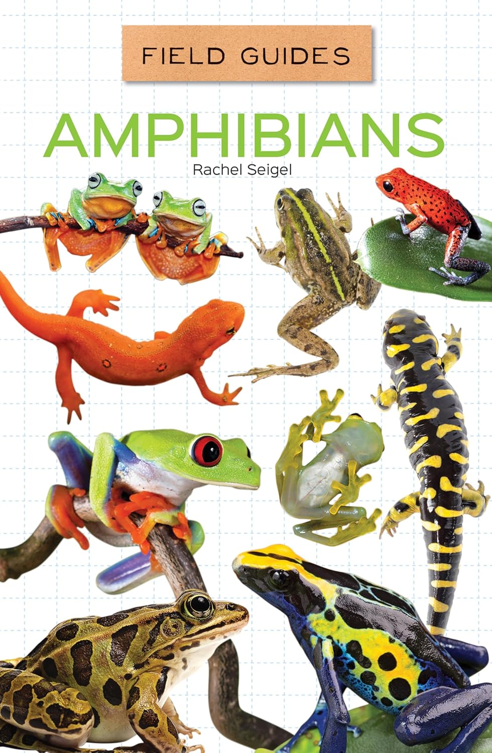 Amphibians (Field Guides Set 3): Seigel, Rachel: 9781532198793: Amazon ...