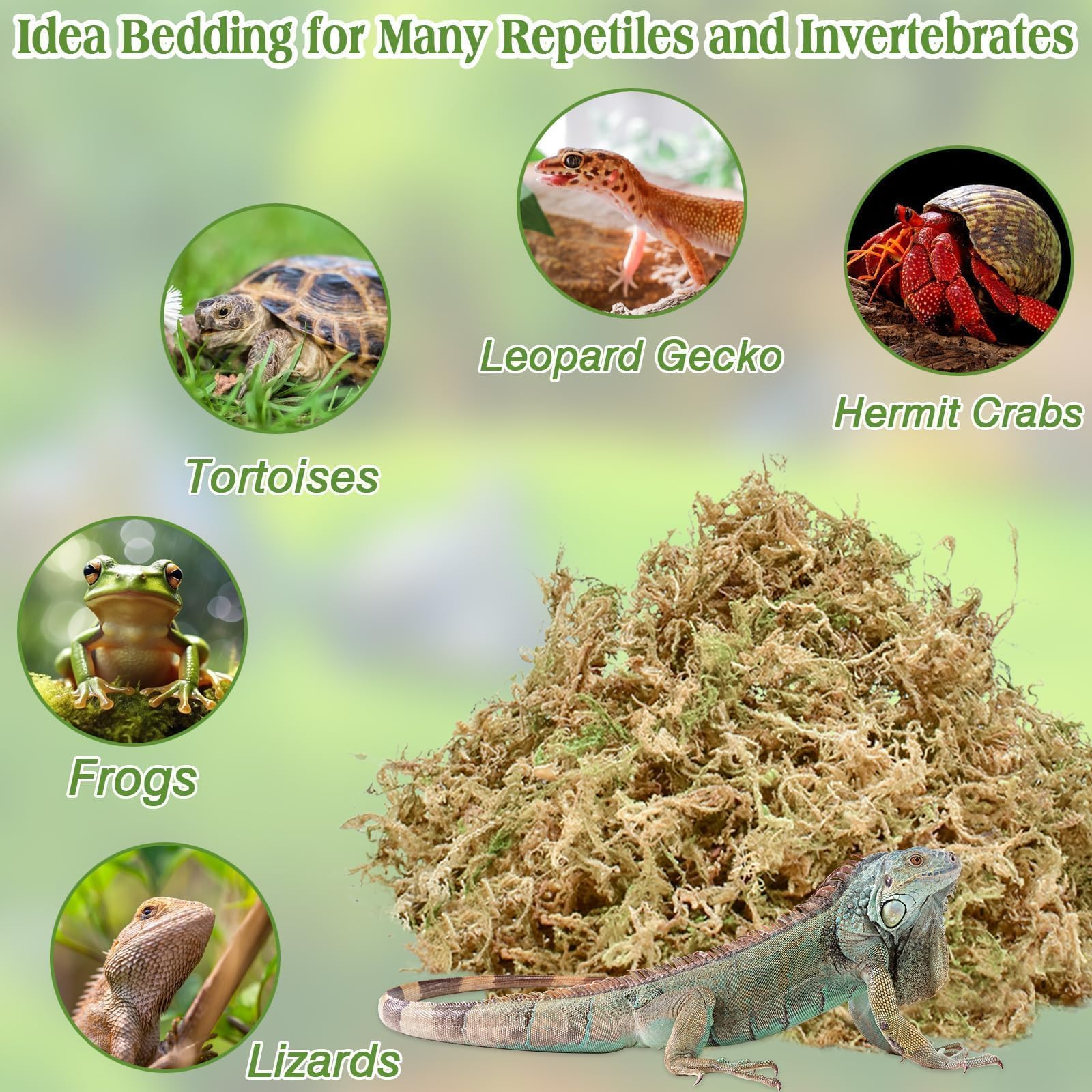 Snapklik.com : 3.5OZ Natural Sphagnum Moss For Reptiles Premium Reptile ...