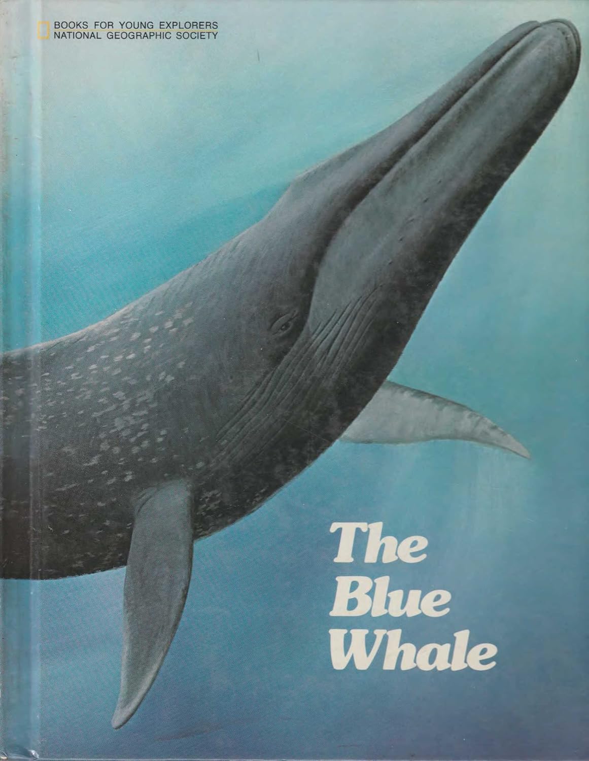 The Blue Whale: The Story of Big Blue (Books for Young Explorers ...