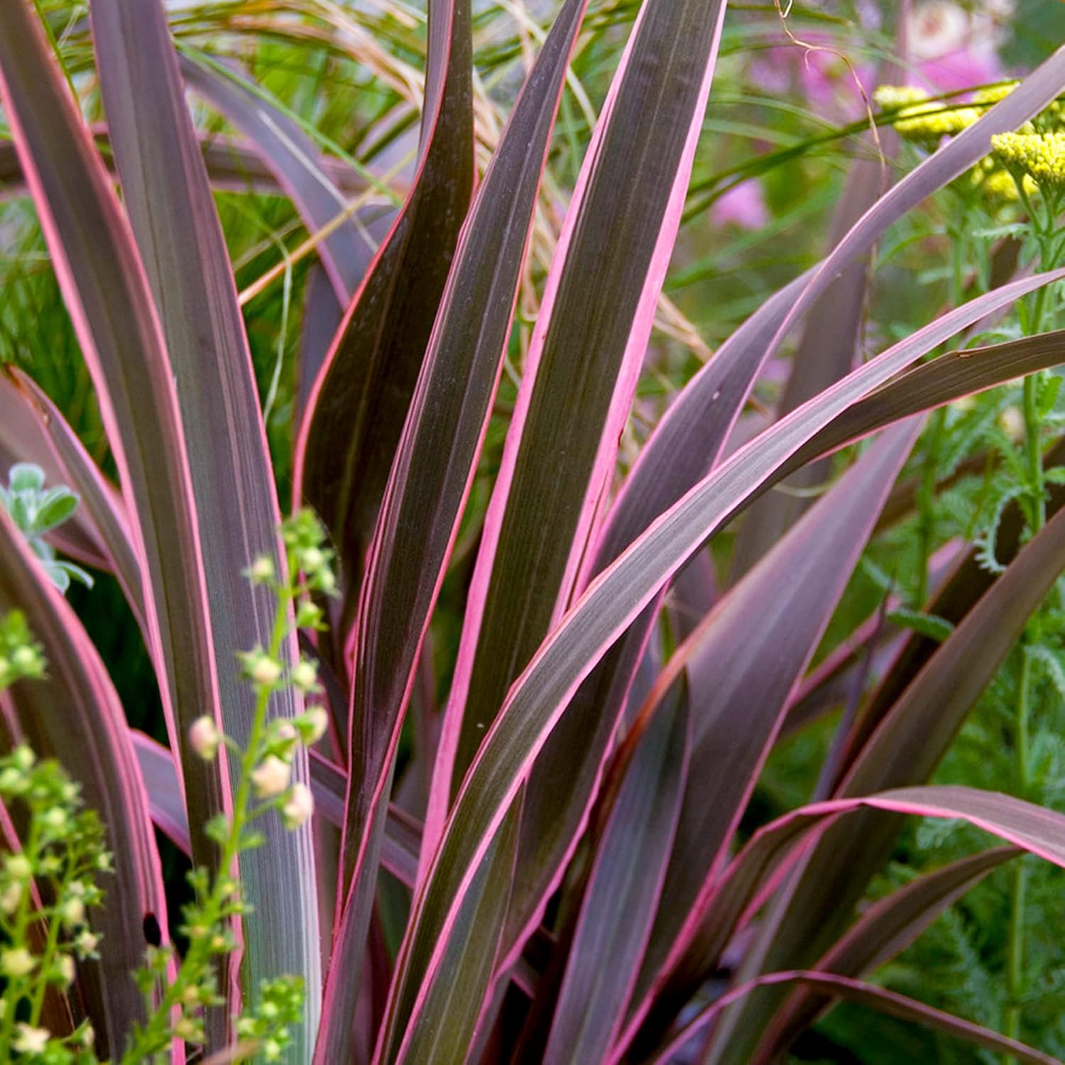 Phormium Pink Stripe - New Zealand Flax | Outdoor Perennial Plants ...