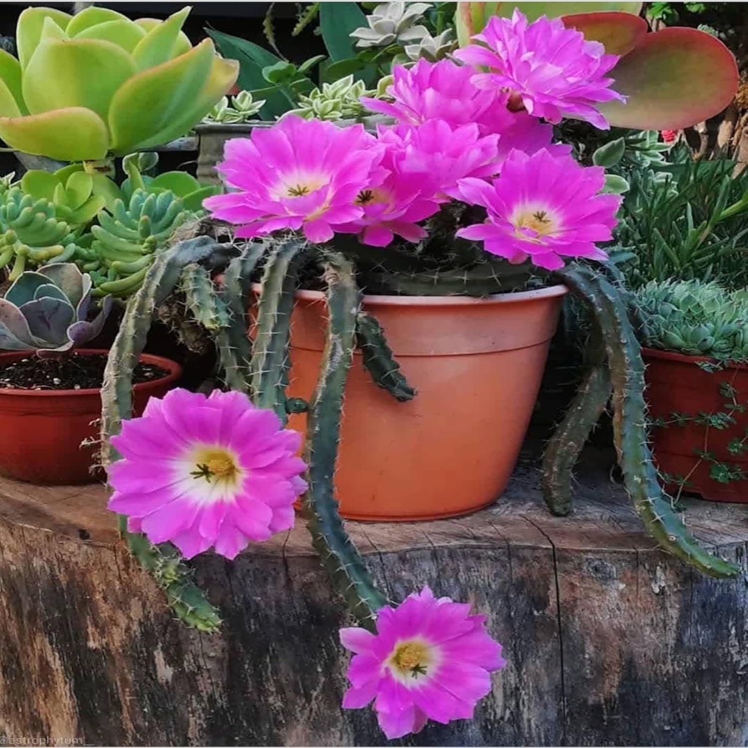 Amazon.com : Generic Bareroot | Echinocereus pentalophus | Ladyfinger ...