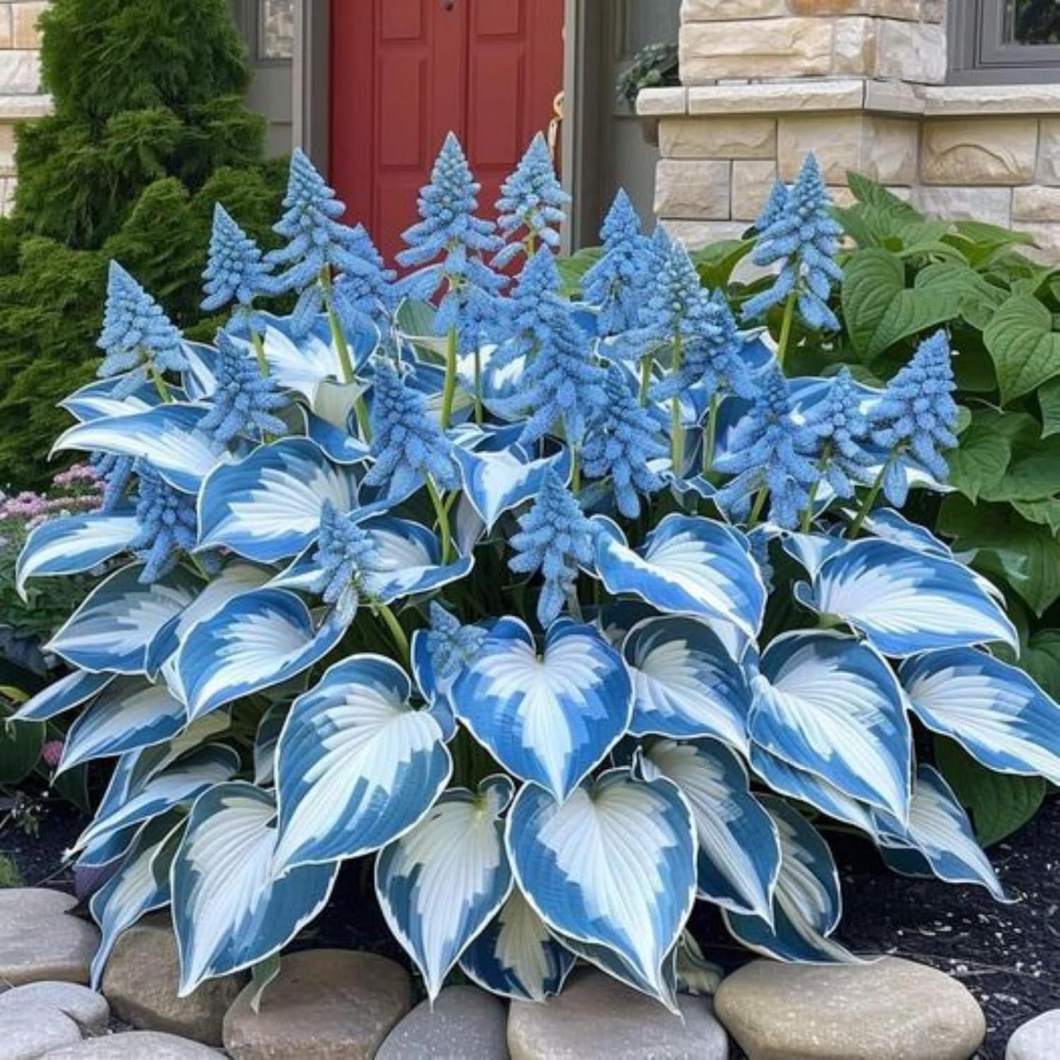 Amazon.com : 200+ Hosta Seeds Perennial Hosta Seeds for Planting ...