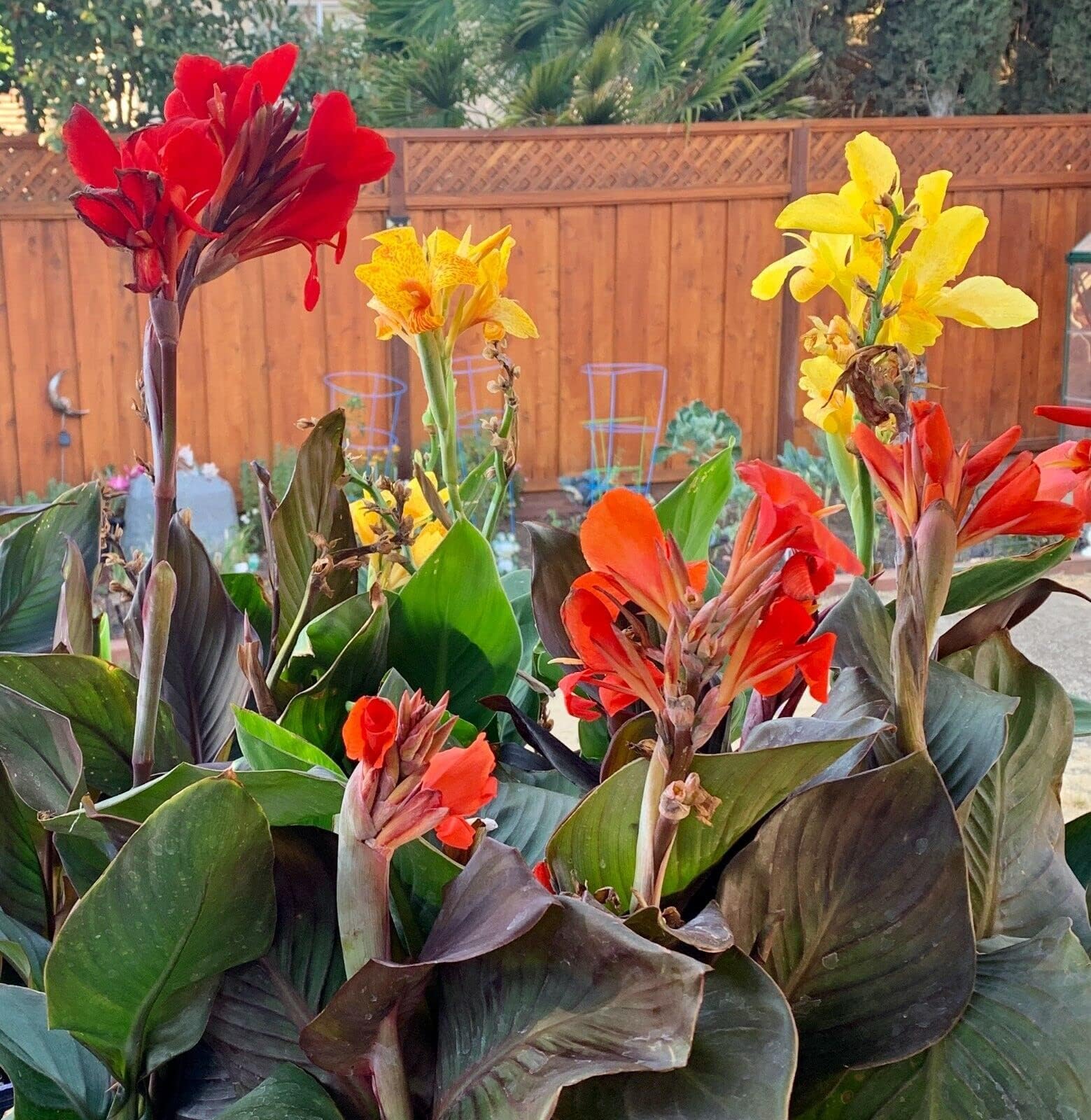Amazon.com : Canna Lily - Standard Mix - (3) 1' Live Plants ~ Red ...
