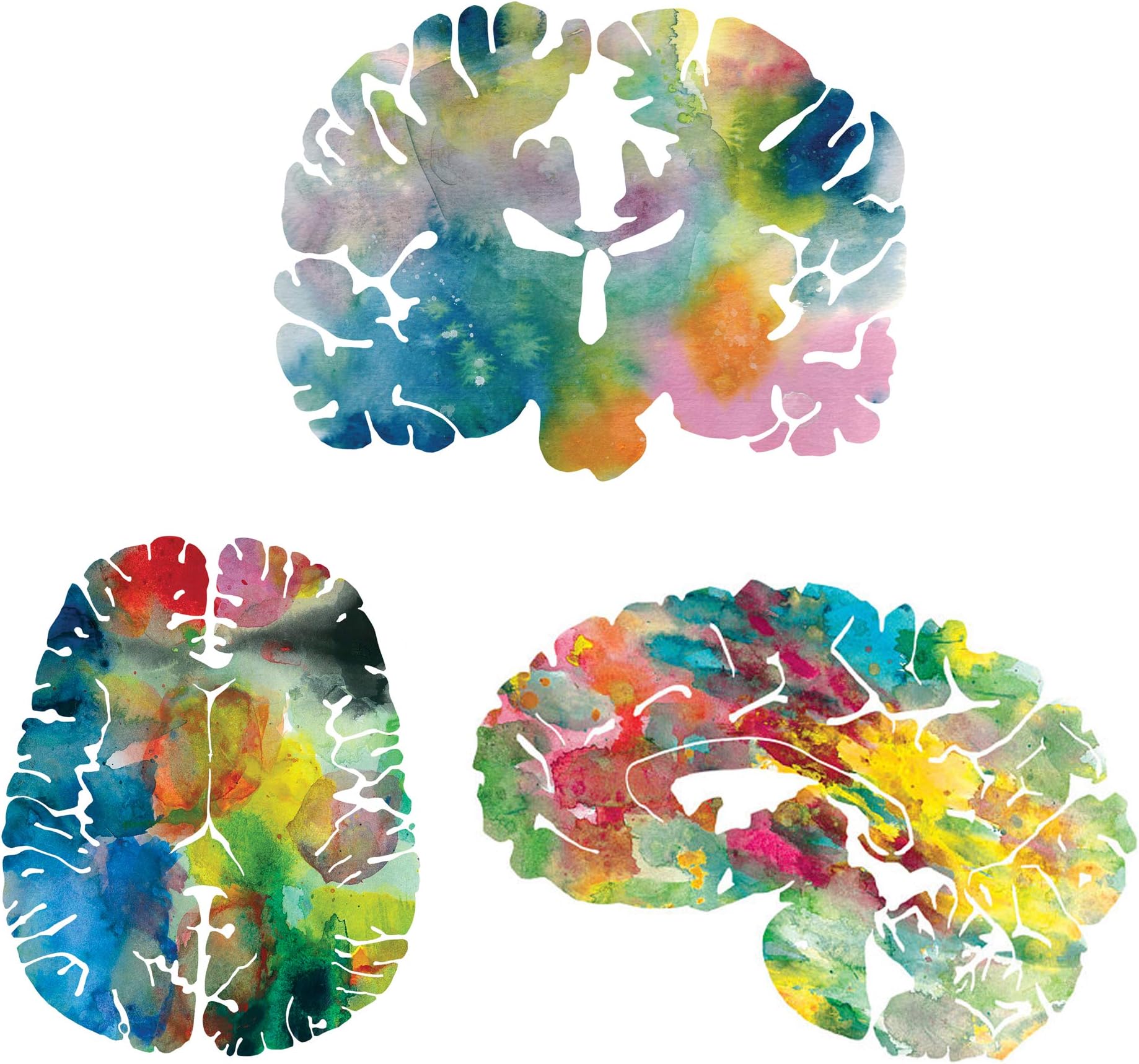 Amazon.com: MR3Graphics Magnet Parts of The Human Brain Magnetic Car ...