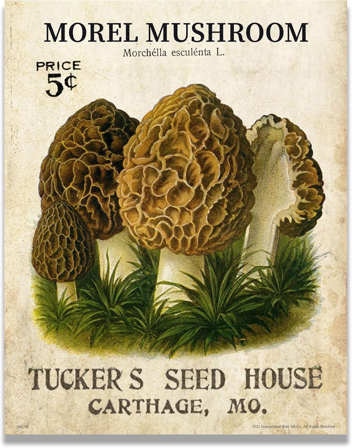Amazon.com: Morchella - Vintage Rustic Morel Mushroom Hunting Wall ...
