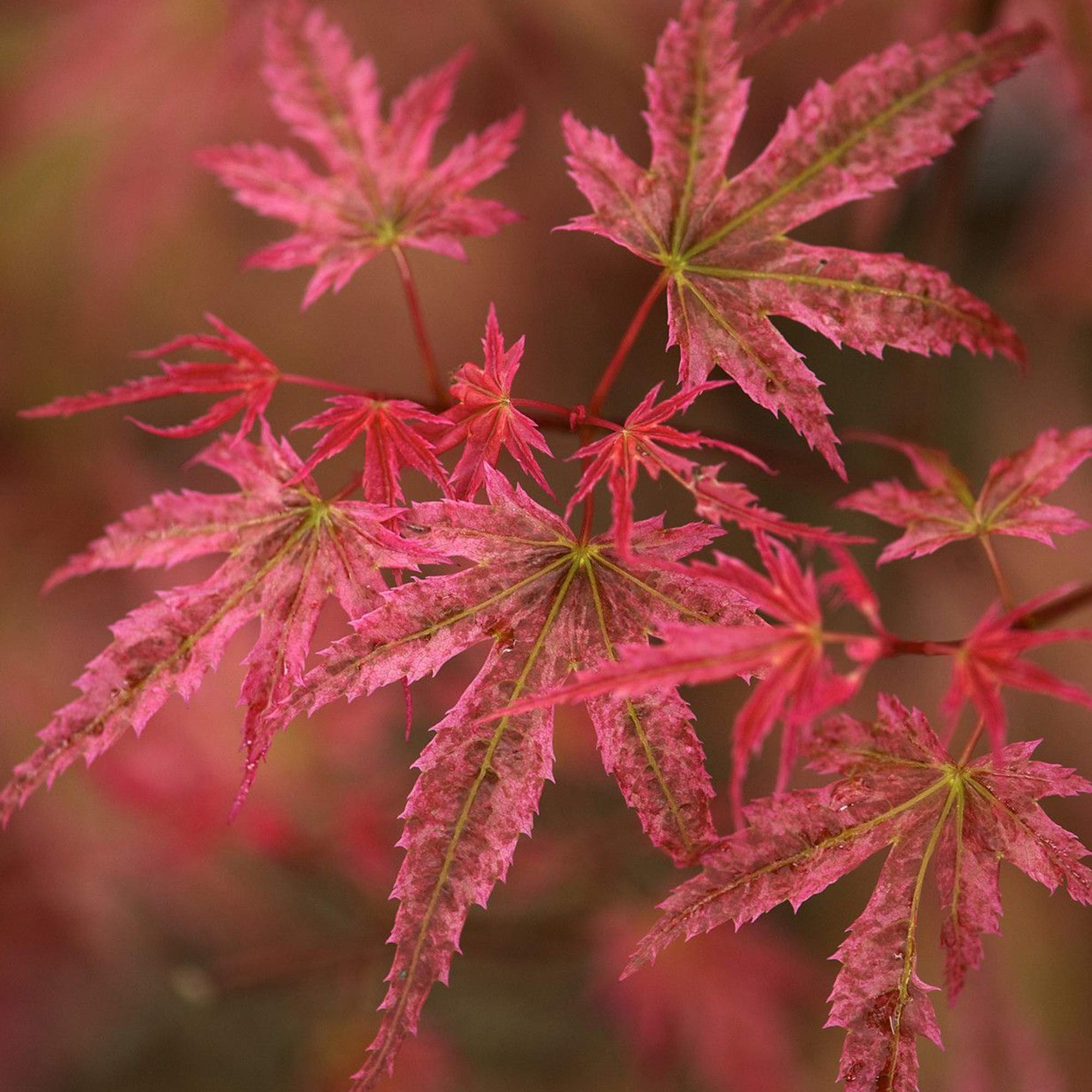 Acer palmatum 'Phoenix' | Japanese Maple Deciduous Potted Trees for ...