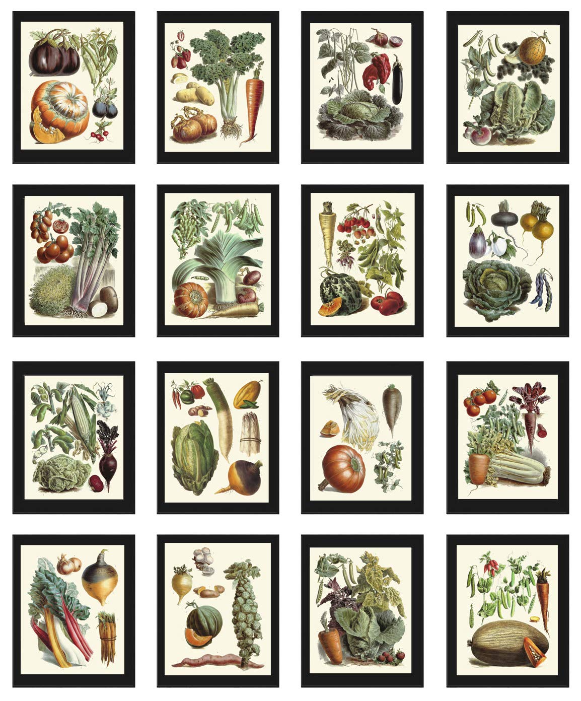 Amazon.com: Vegetable Print Set of 16 Art Prints Antique Beautiful ...
