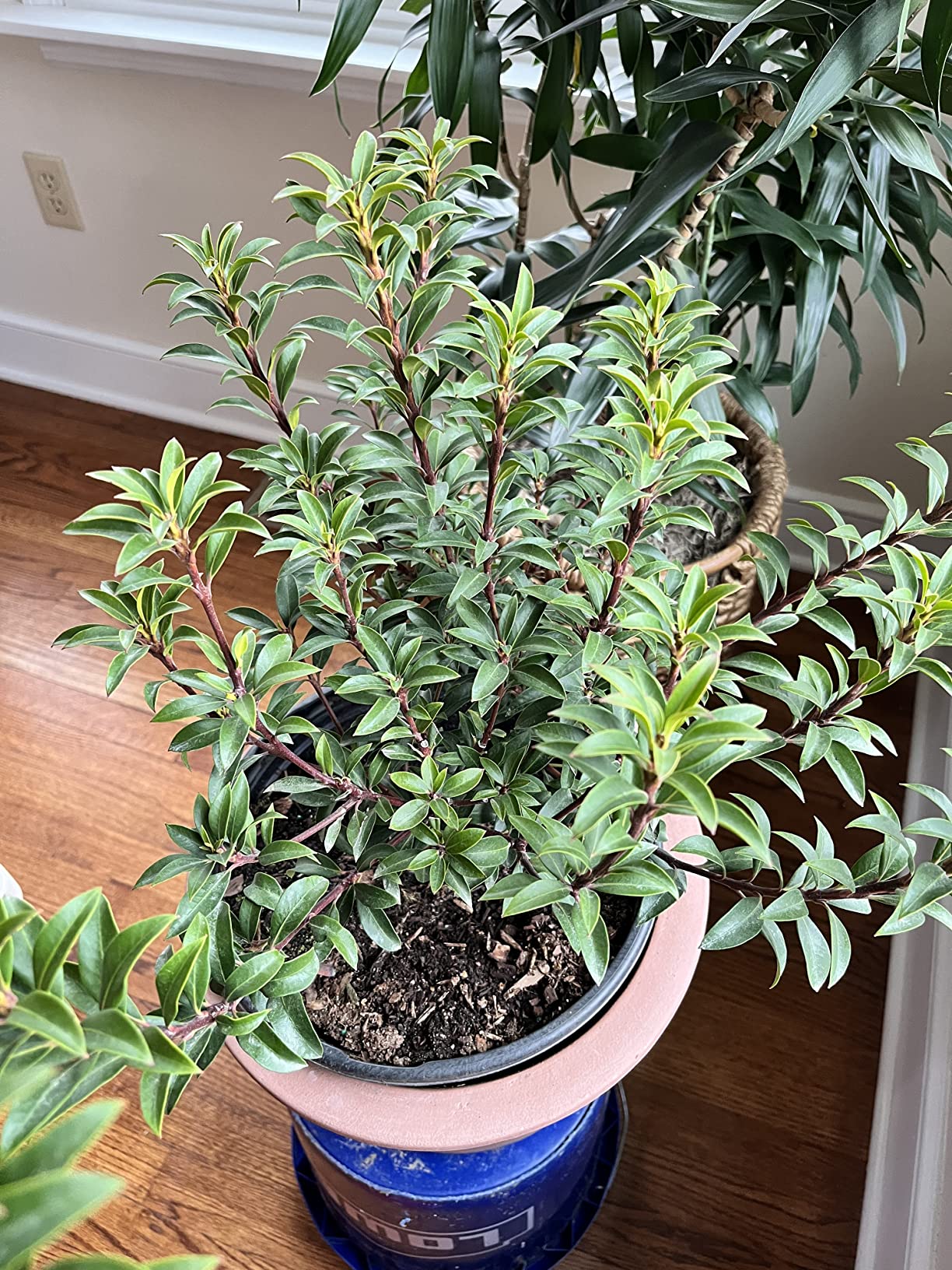 Amazon.com : Live plant from Green Promise Farms Kalmia LAT ...