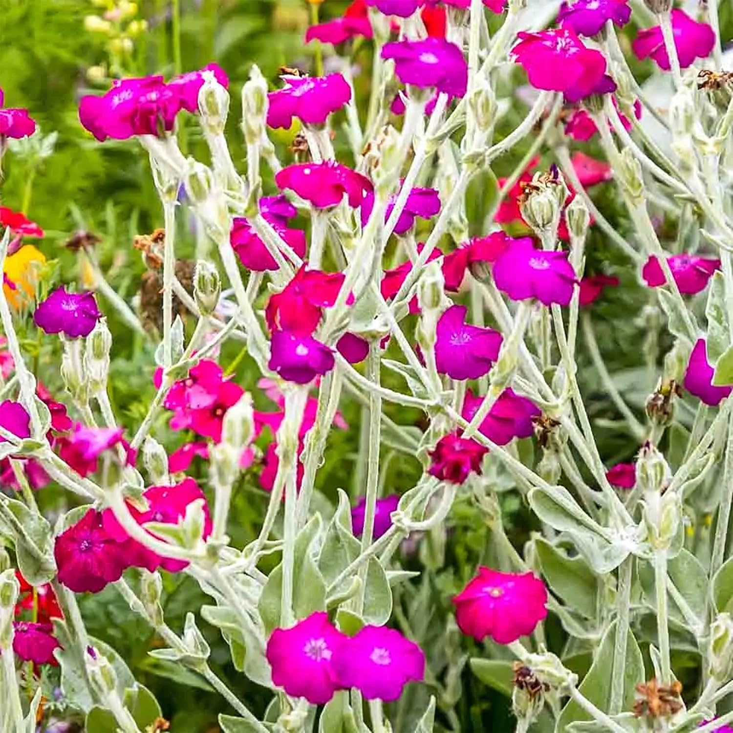 Amazon.com : QAUZUY GARDEN 50 Rose Campion (Dusty Miller) Mullein-Pink ...