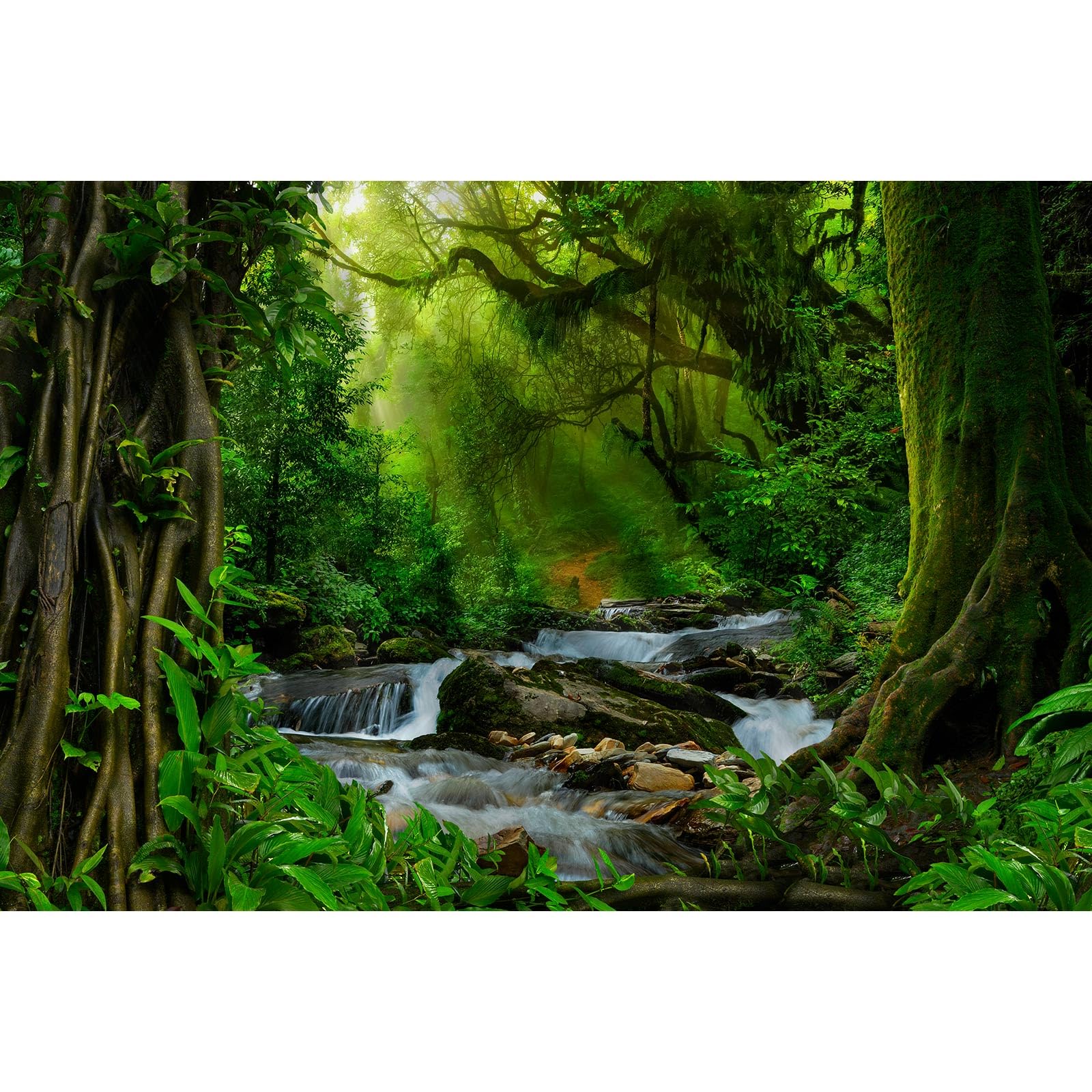 Snapklik.com : Rainforest Aquarium Background Tropical Forest Stream ...