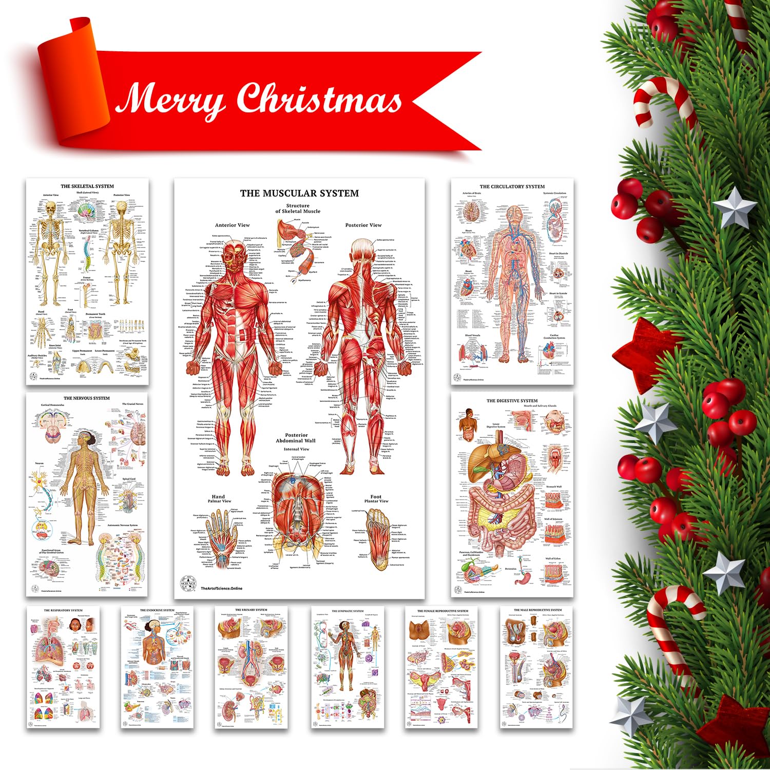 Snapklik.com : 11 Human Anatomy Posters - Medical Posters, Skeletal ...