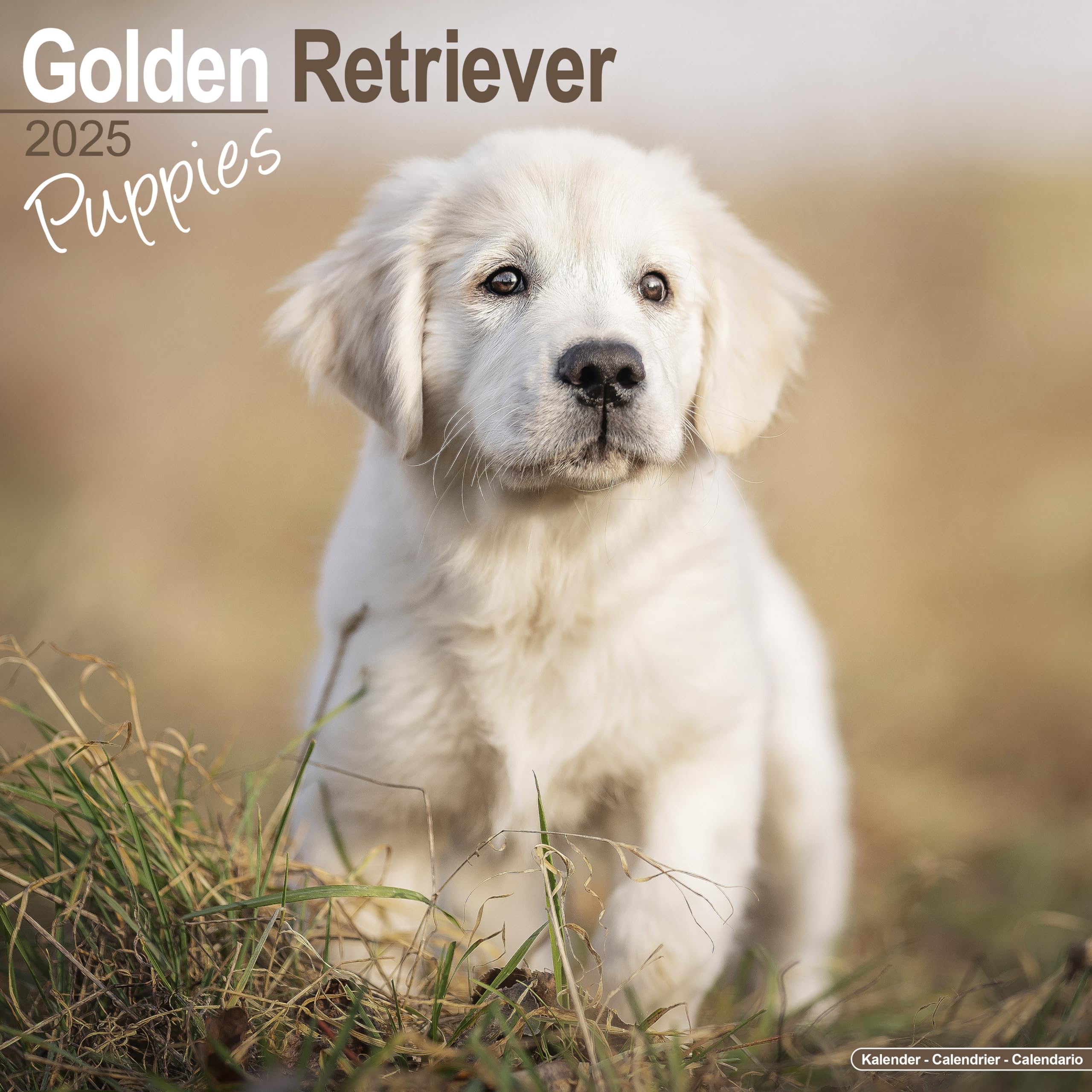 Amazon | Golden Retriever Puppies Calendar 2025 Square Dog Puppy Breed ...