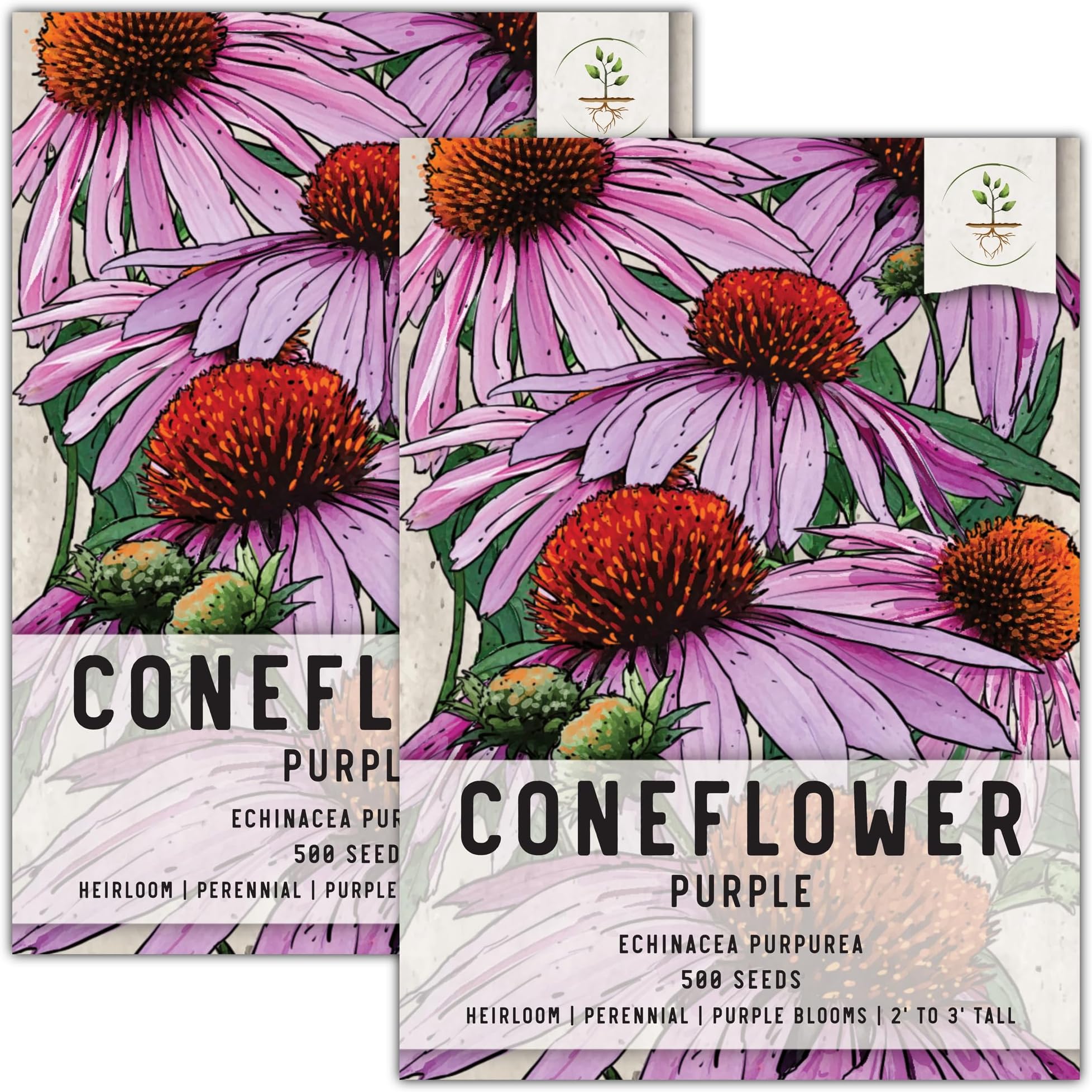 Amazon.com : Seed Needs, Purple Coneflower Seeds - 500 Heirloom Seeds ...