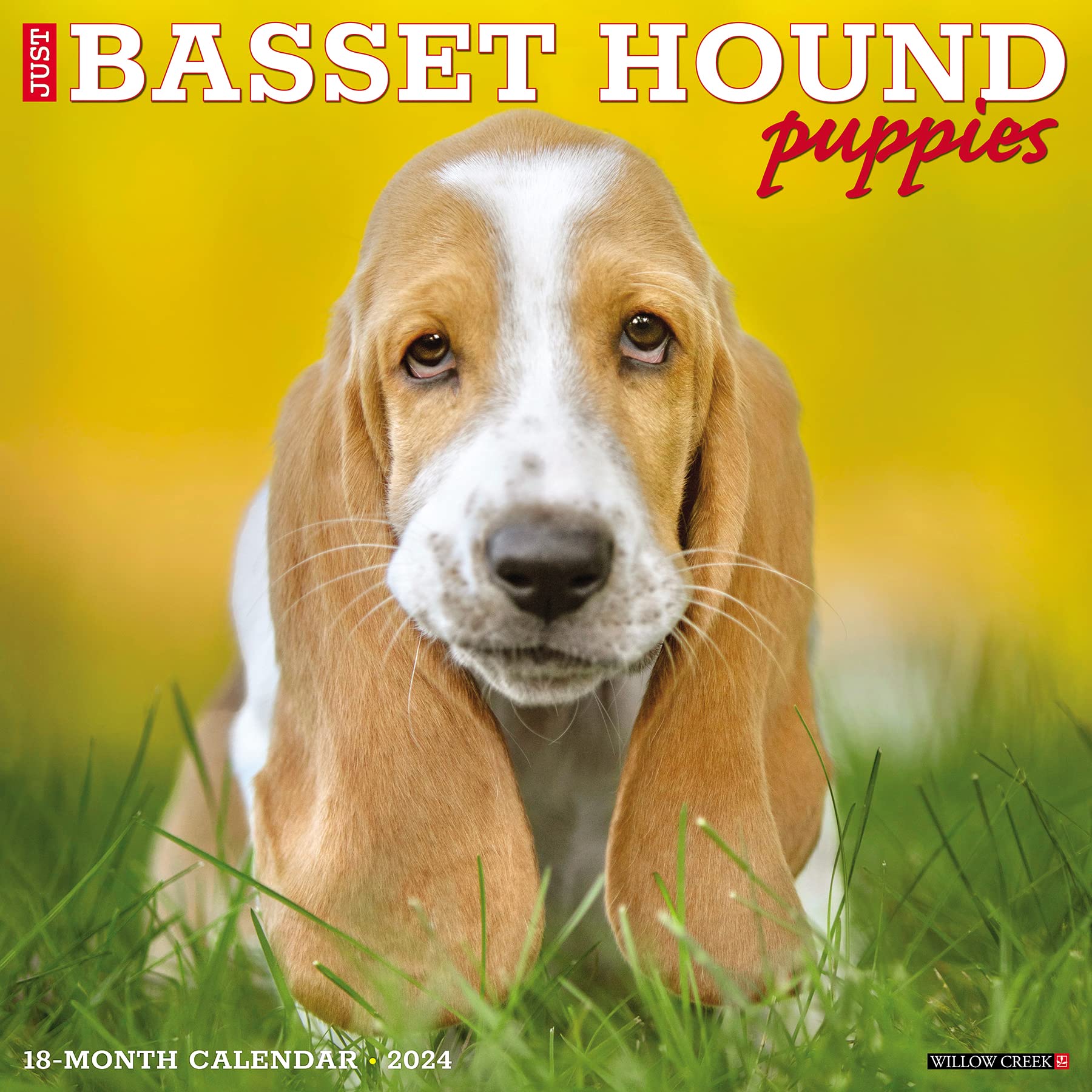 Basset Hound Puppies