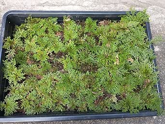 Amazon.co.jp: F Iwamatsu Rock Hiba Iwahiba Mass Microscale Moss Natural ...