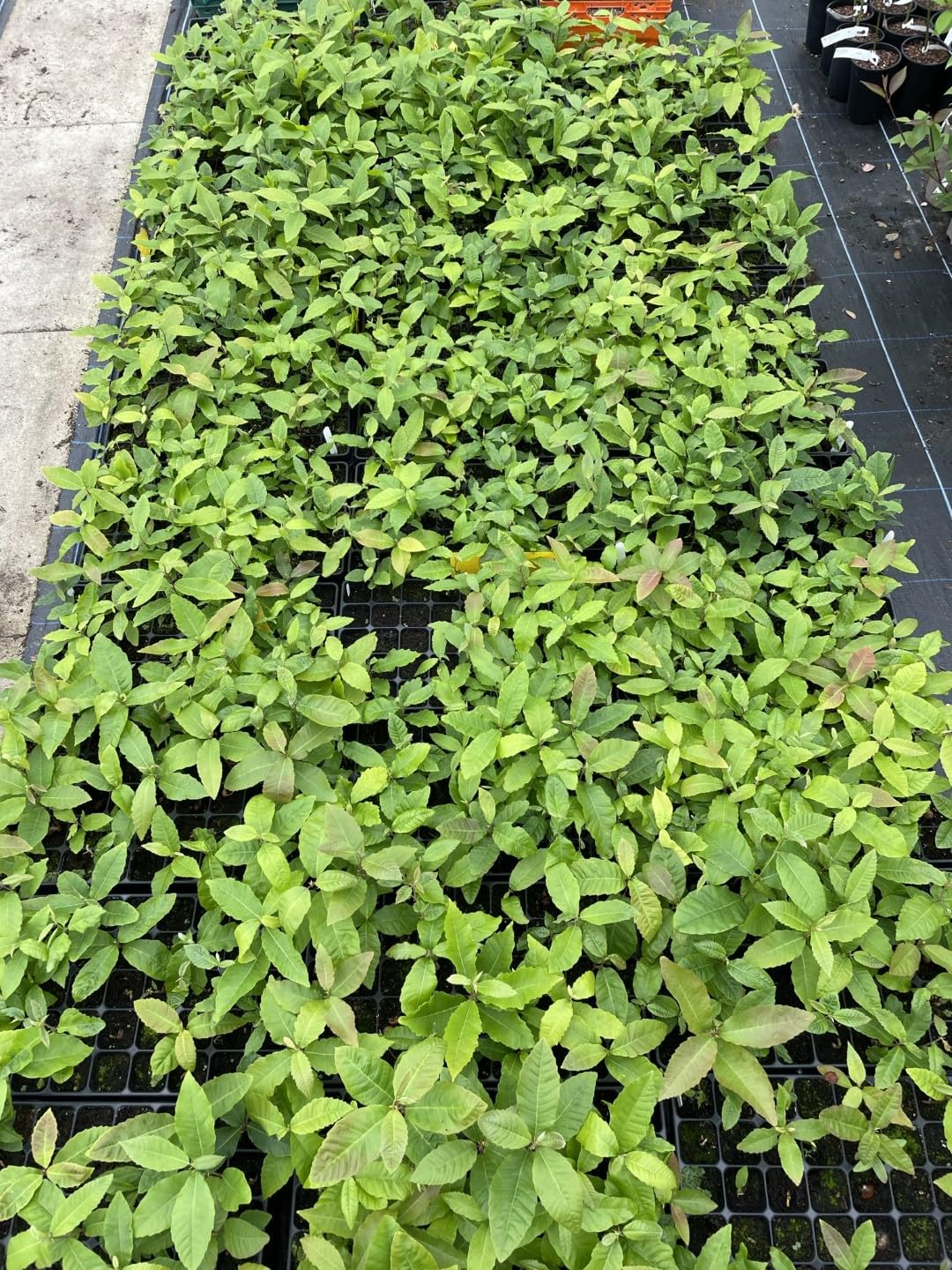 Trees For Sale Chestnut, American 1-0 (Castanea Dentata) – Virginia ...