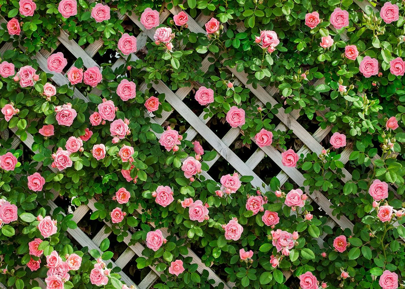 Amazon.com : AIIKES 6x4FT Flowers Photography Backdrop Spring Floral ...