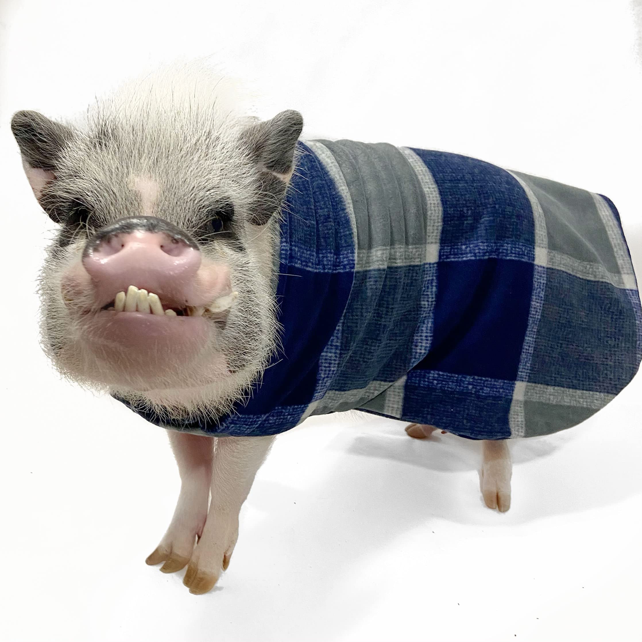 Baby Pigs In Sweaters