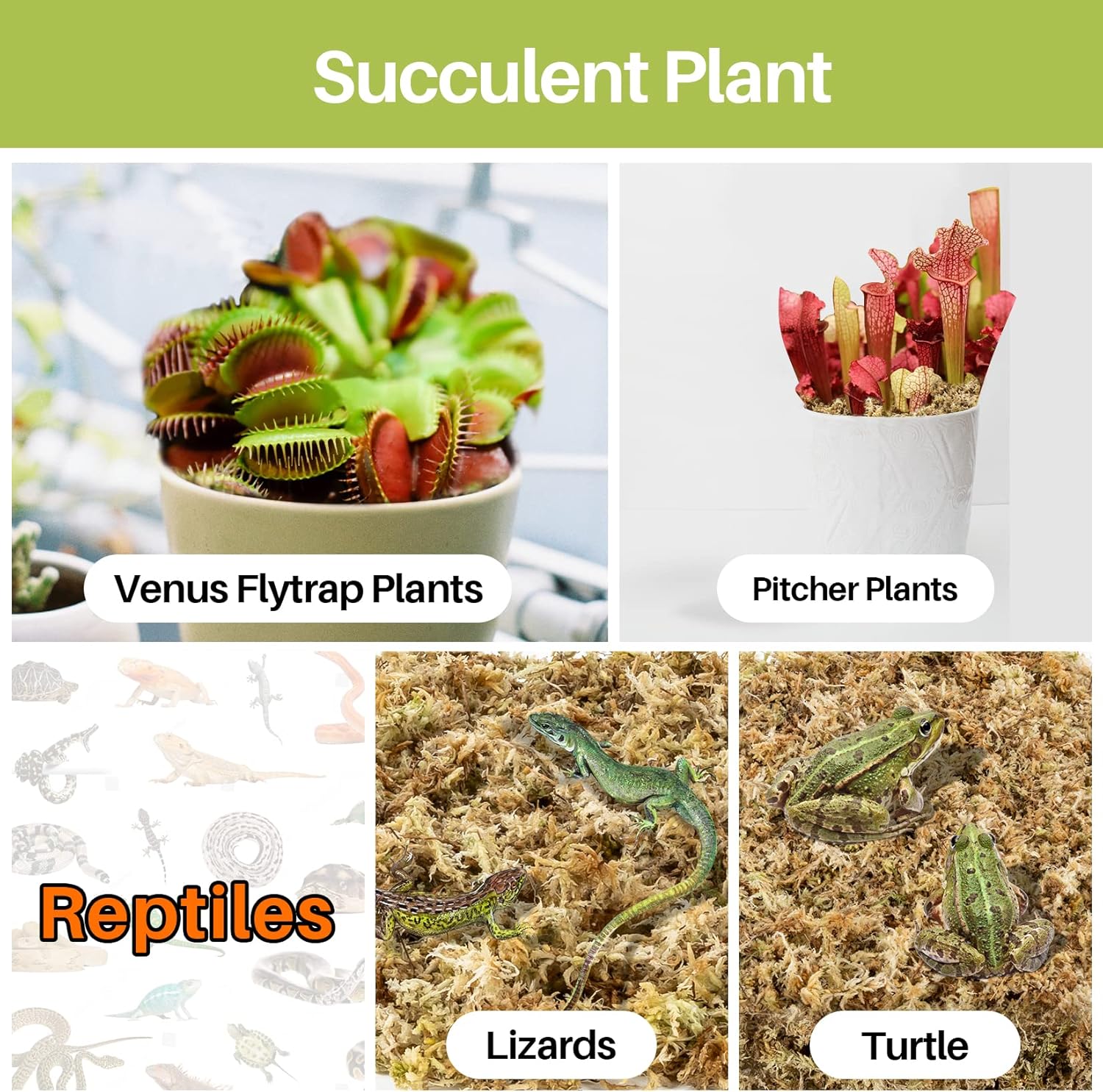 Sukh Musgo esfagnum para plantas de 25 onzas, musgo de turba de esfagno ...